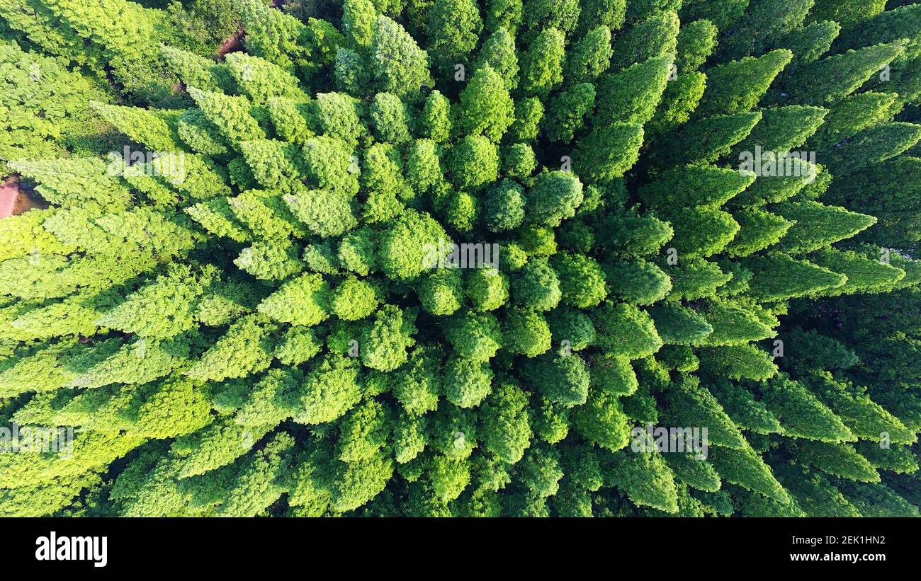 An aerial view of dawn redwood forest in Baoyinghu National Wetland ...