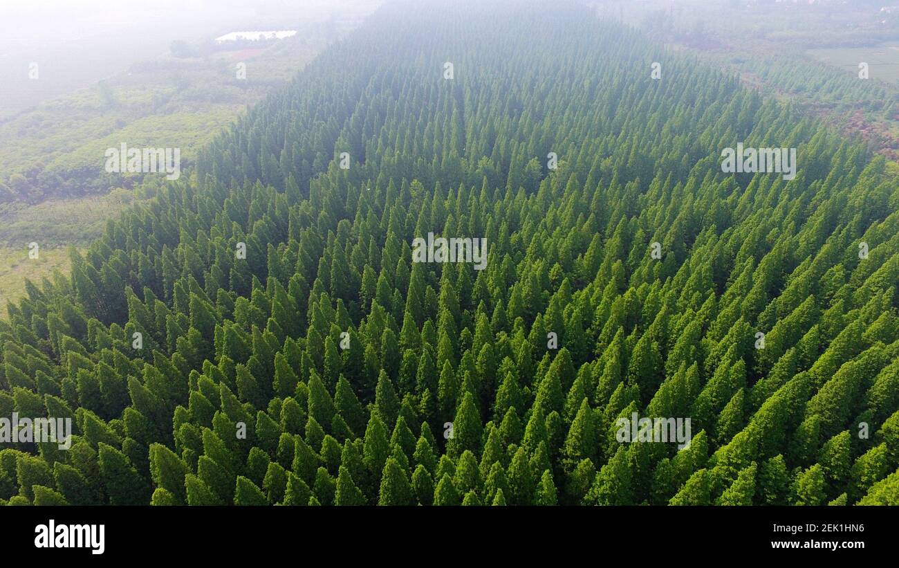 An aerial view of dawn redwood forest in Baoyinghu National Wetland ...