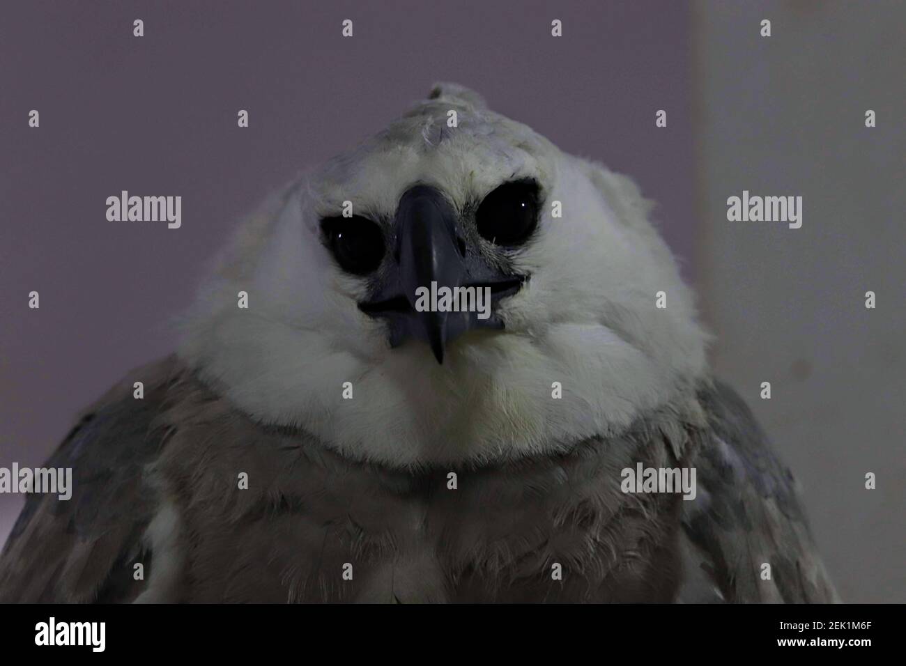 FOZ DO IGUAÇU, PR - 05.05.2020: NASCIMENTO HARPIA - The 50th Harpy cub ...