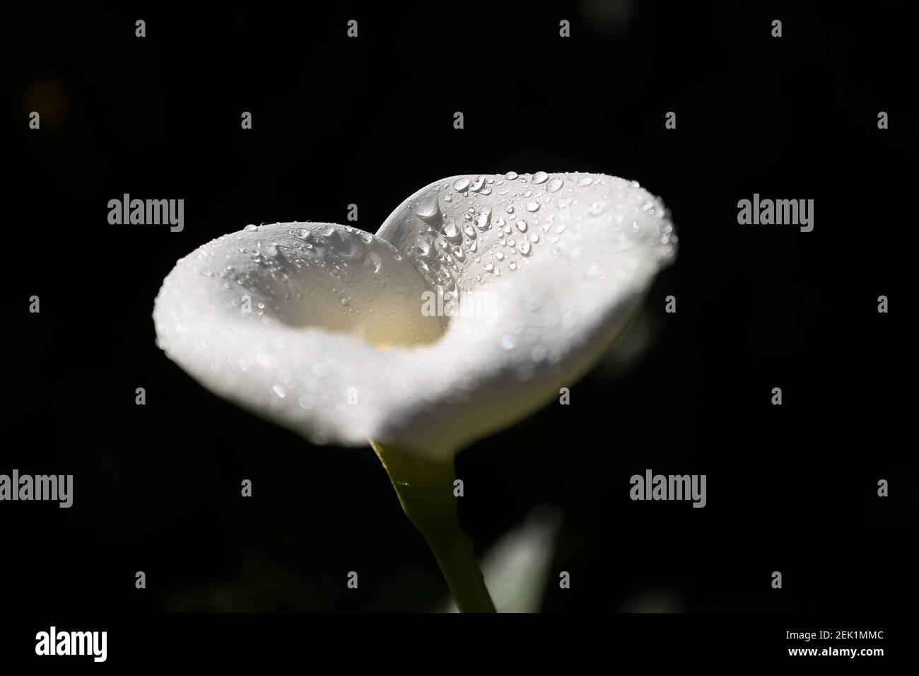 Water drops are seen on Zantedeschia aethiopica 'Crowborough' commonly ...