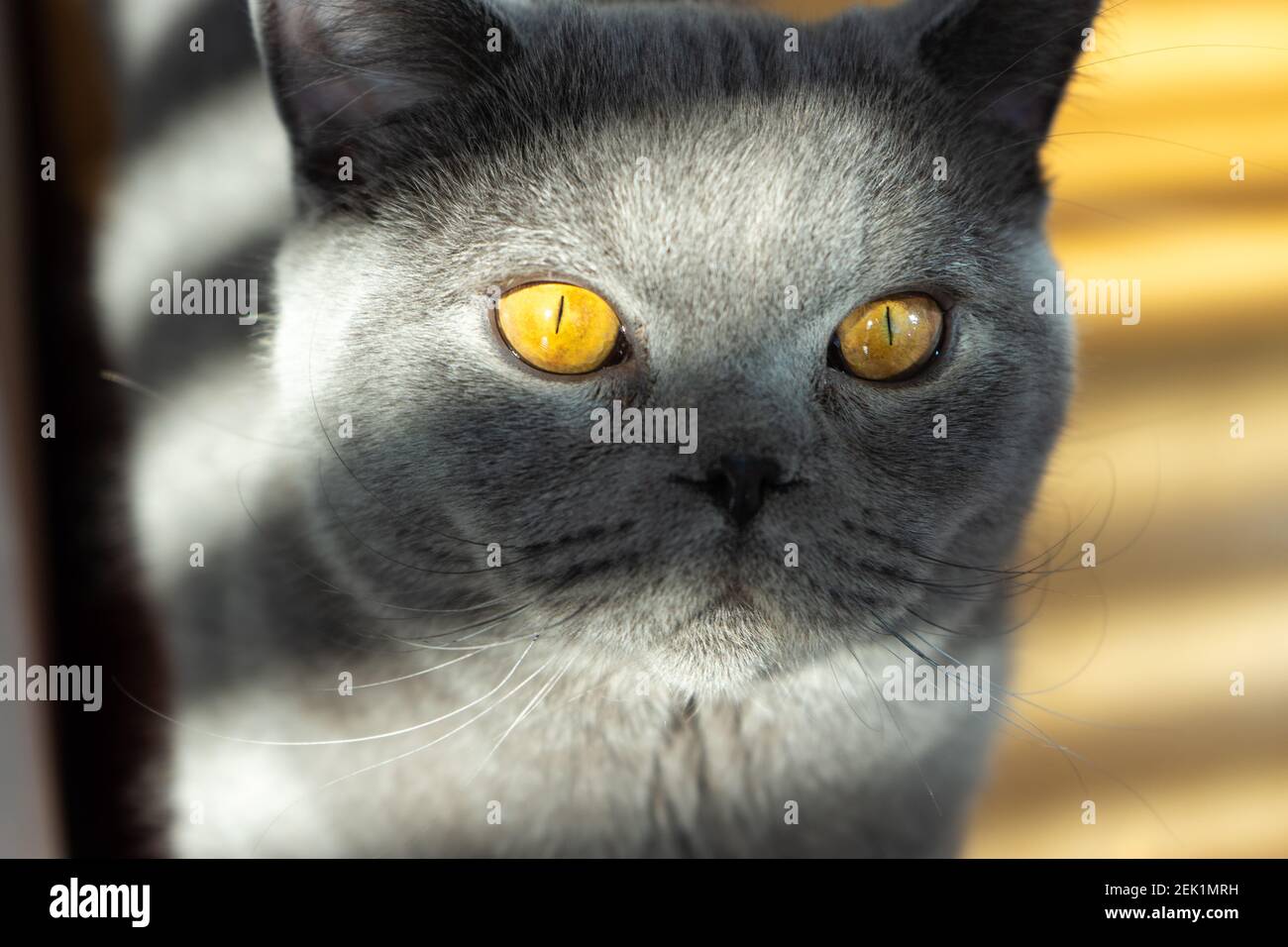 British shorthair cat's face illuminated by sun rays Stock Photo - Alamy
