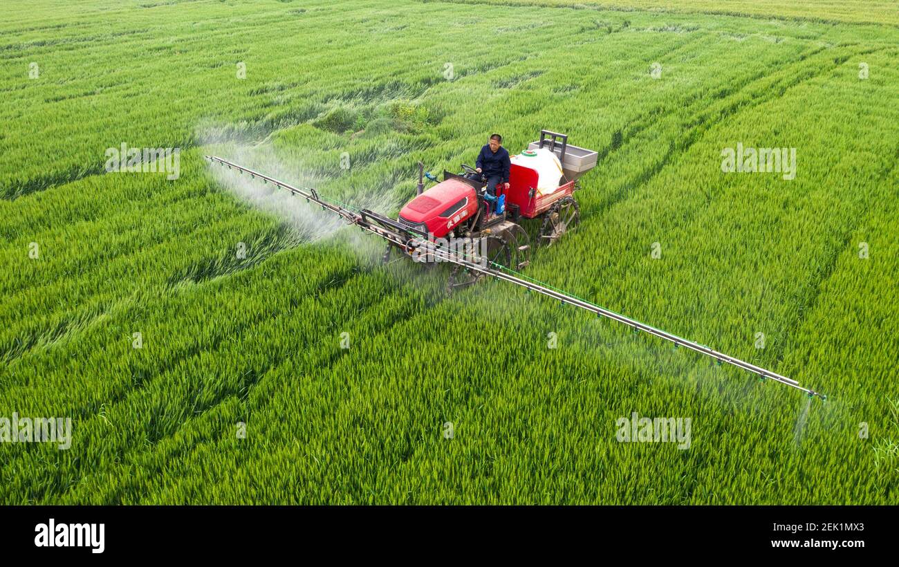 An aerial view of a truck spraying pesticide in a wheat field ...