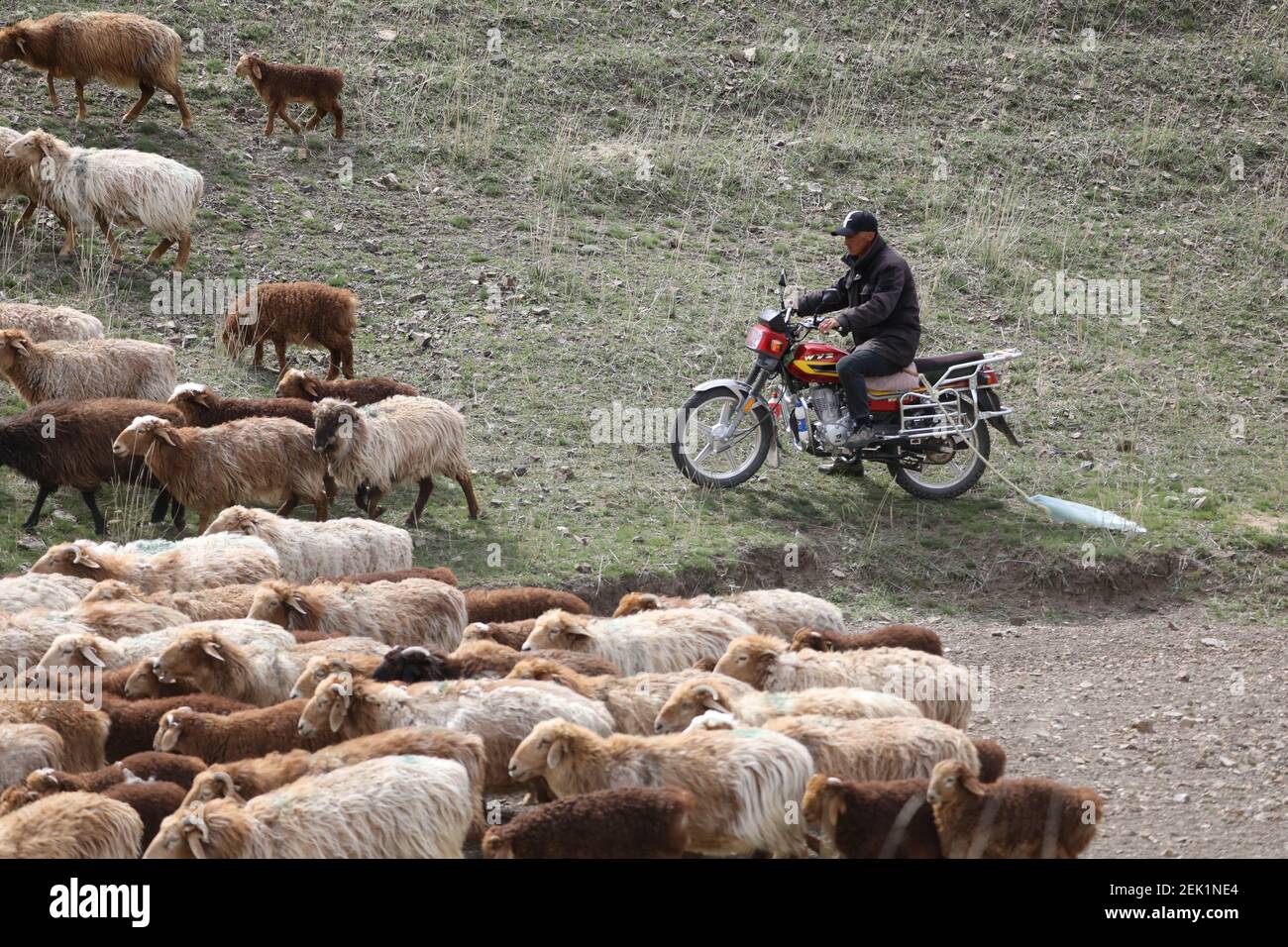 A shepherd watches sheep migrating to summer field in Bole city ...