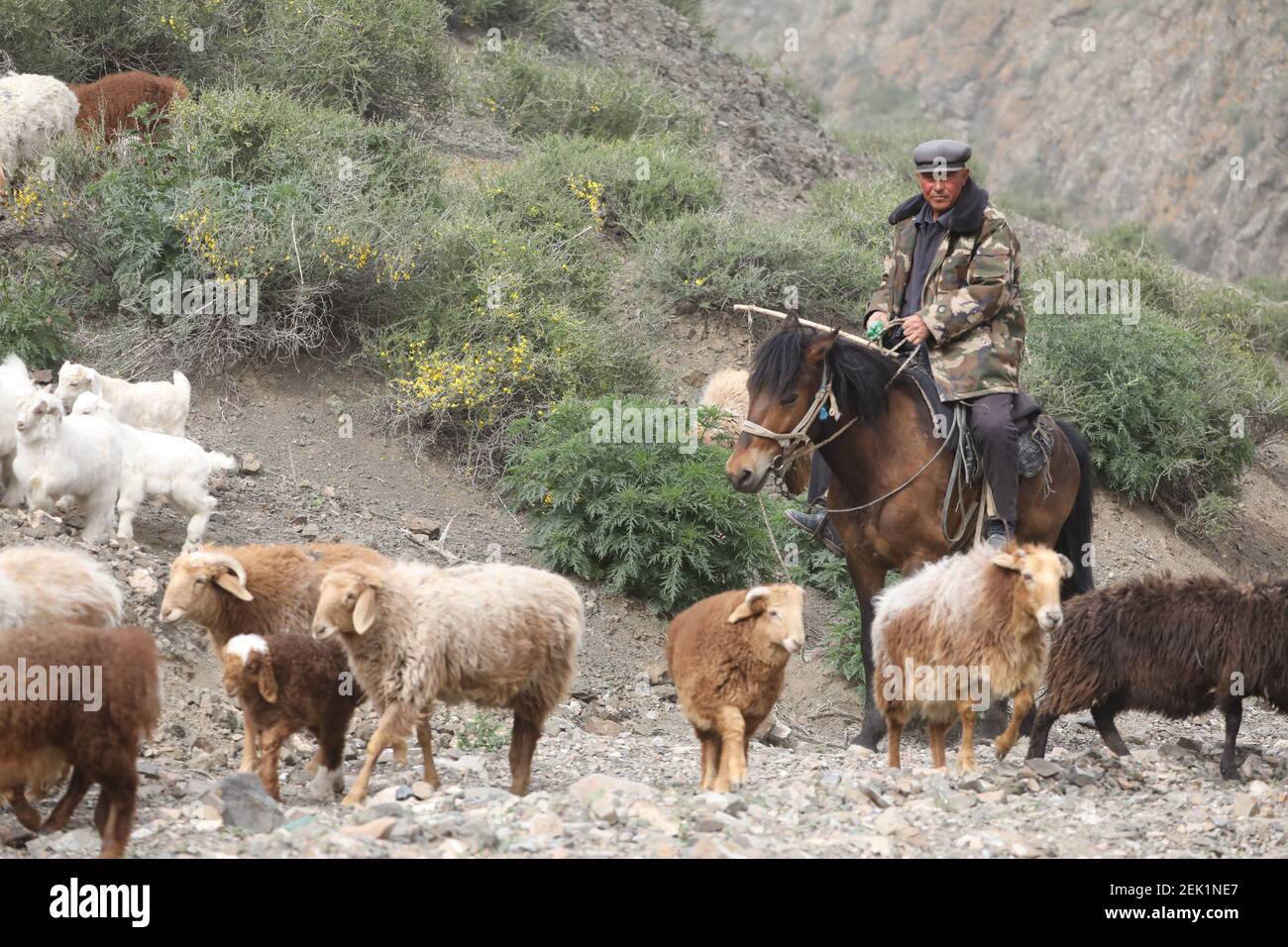 A shepherd watches sheep migrating to summer field in Bole city ...