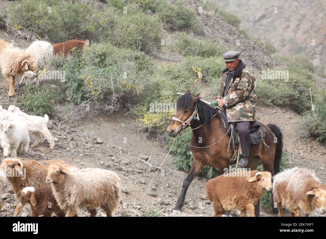 A shepherd watches sheep migrating to summer field in Bole city ...