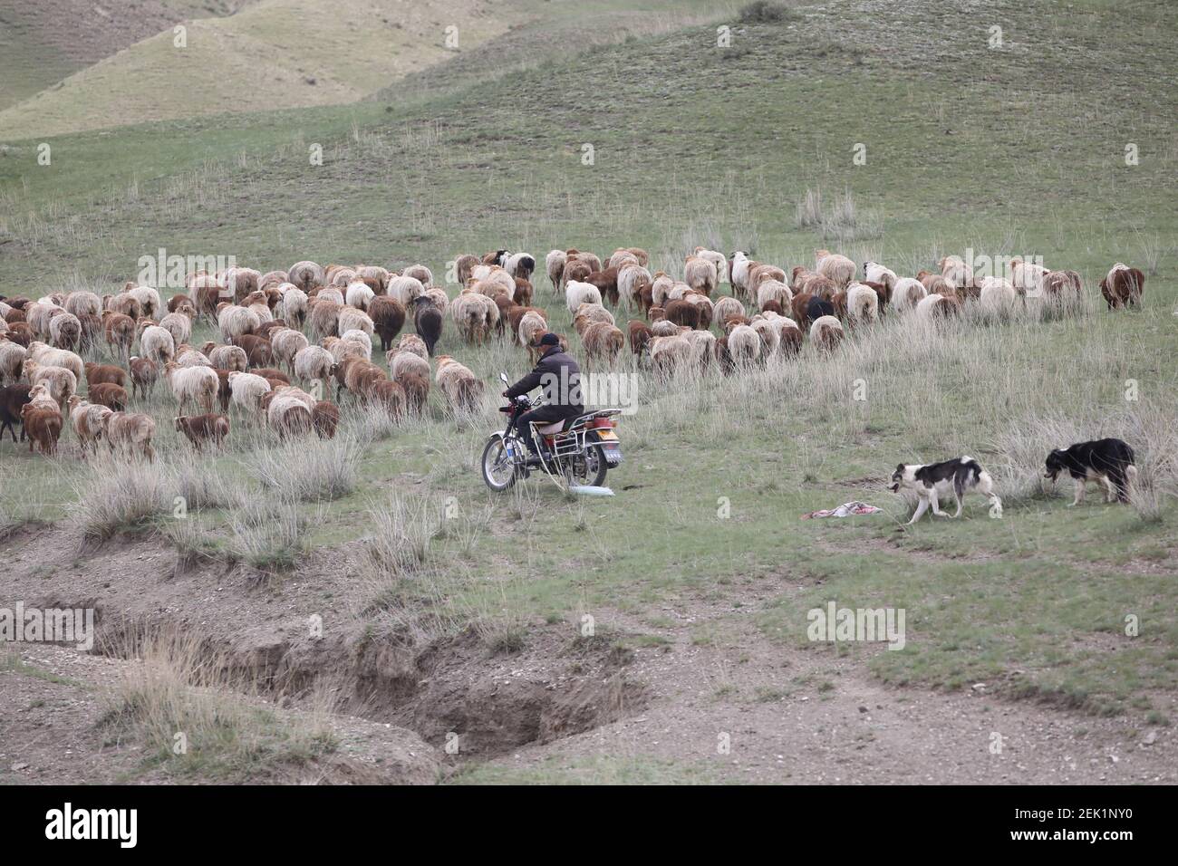 A shepherd watches sheep migrating to summer field in Bole city ...