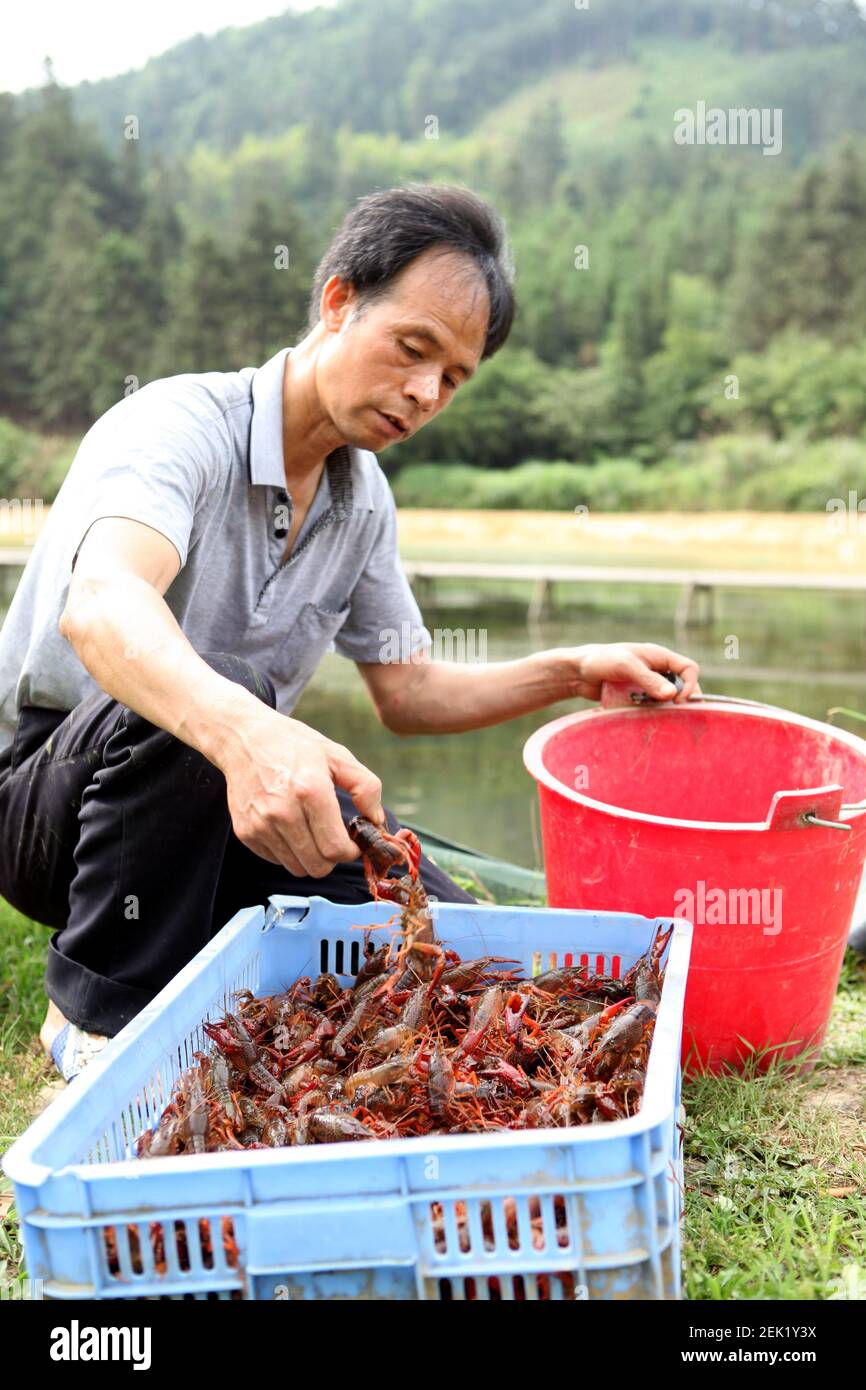 A person shows the crayfish harvested in Xiao Botun Crayfish Breeding ...