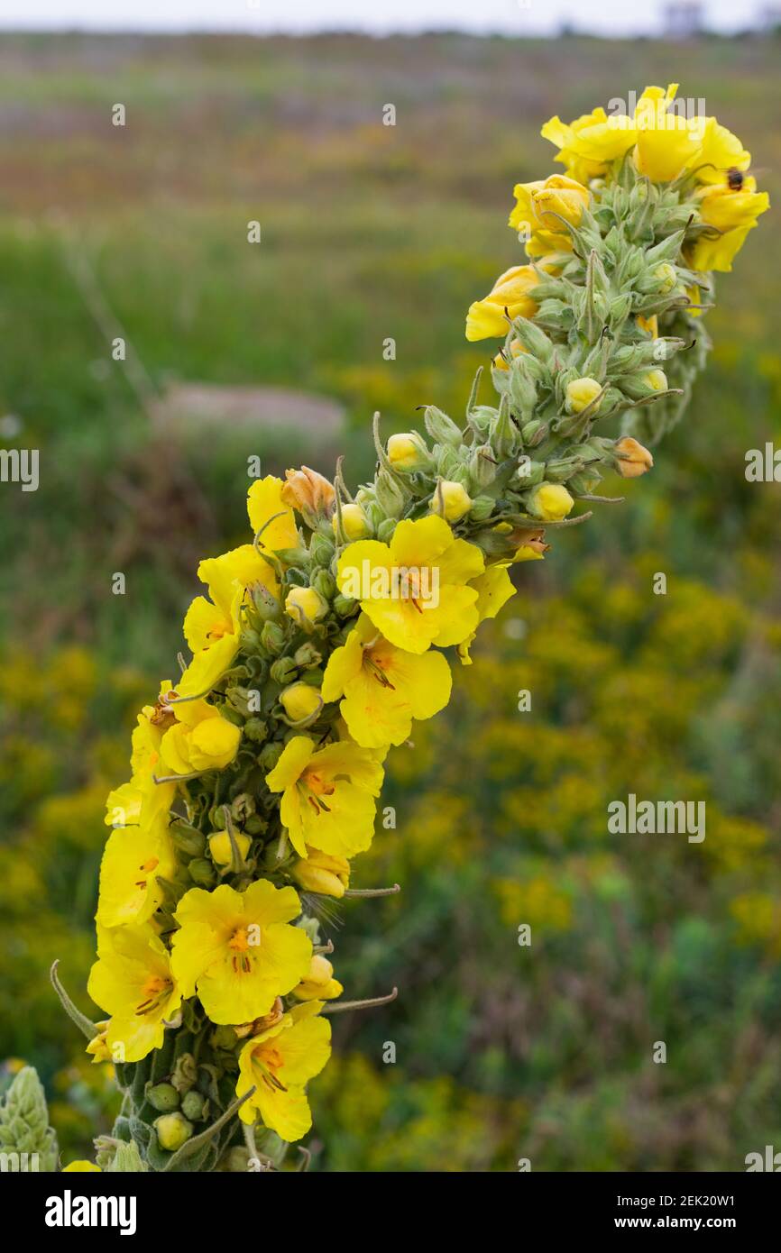 Picture of beautiful summer flowers in Romania Stock Photo - Alamy