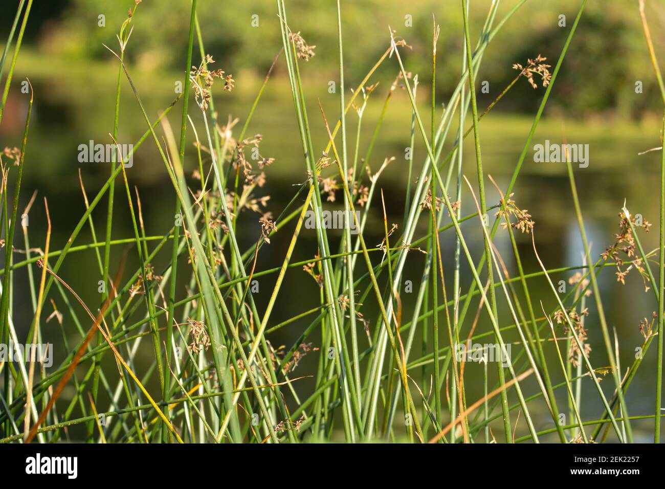 Tall marsh plant hi-res stock photography and images - Alamy