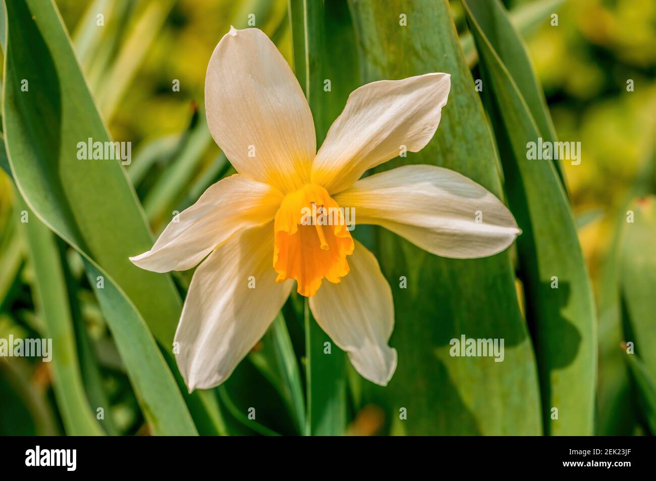 Early bloomers in the spring garden at the beginning of the year Stock ...
