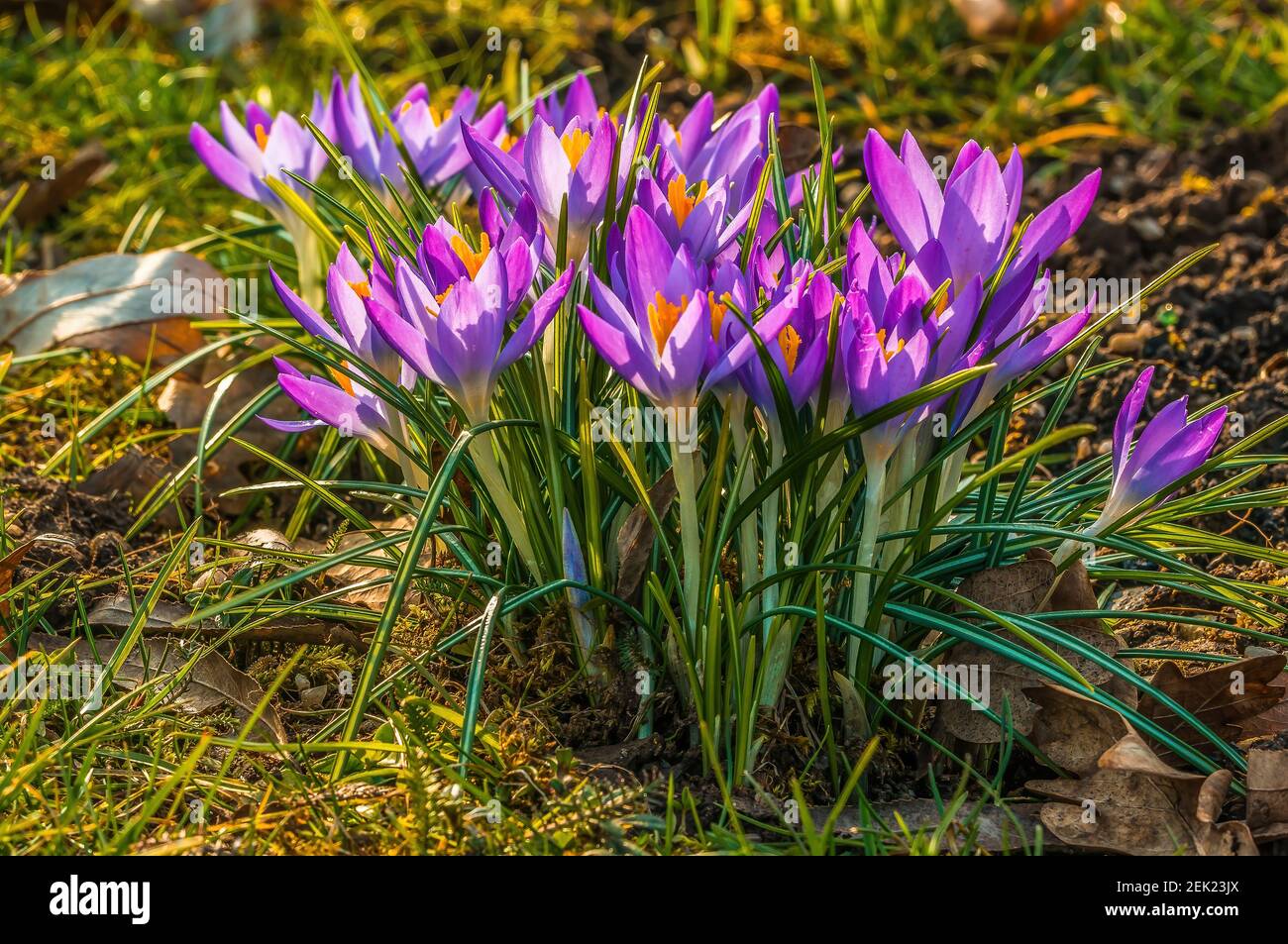 First spring bloomers hi-res stock photography and images - Alamy