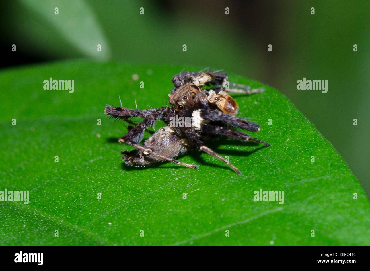 Portia sp hi-res stock photography and images - Alamy