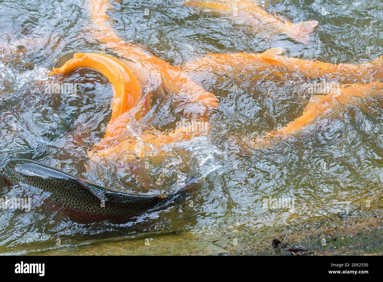 Rainbow Trout Jumping Out Water