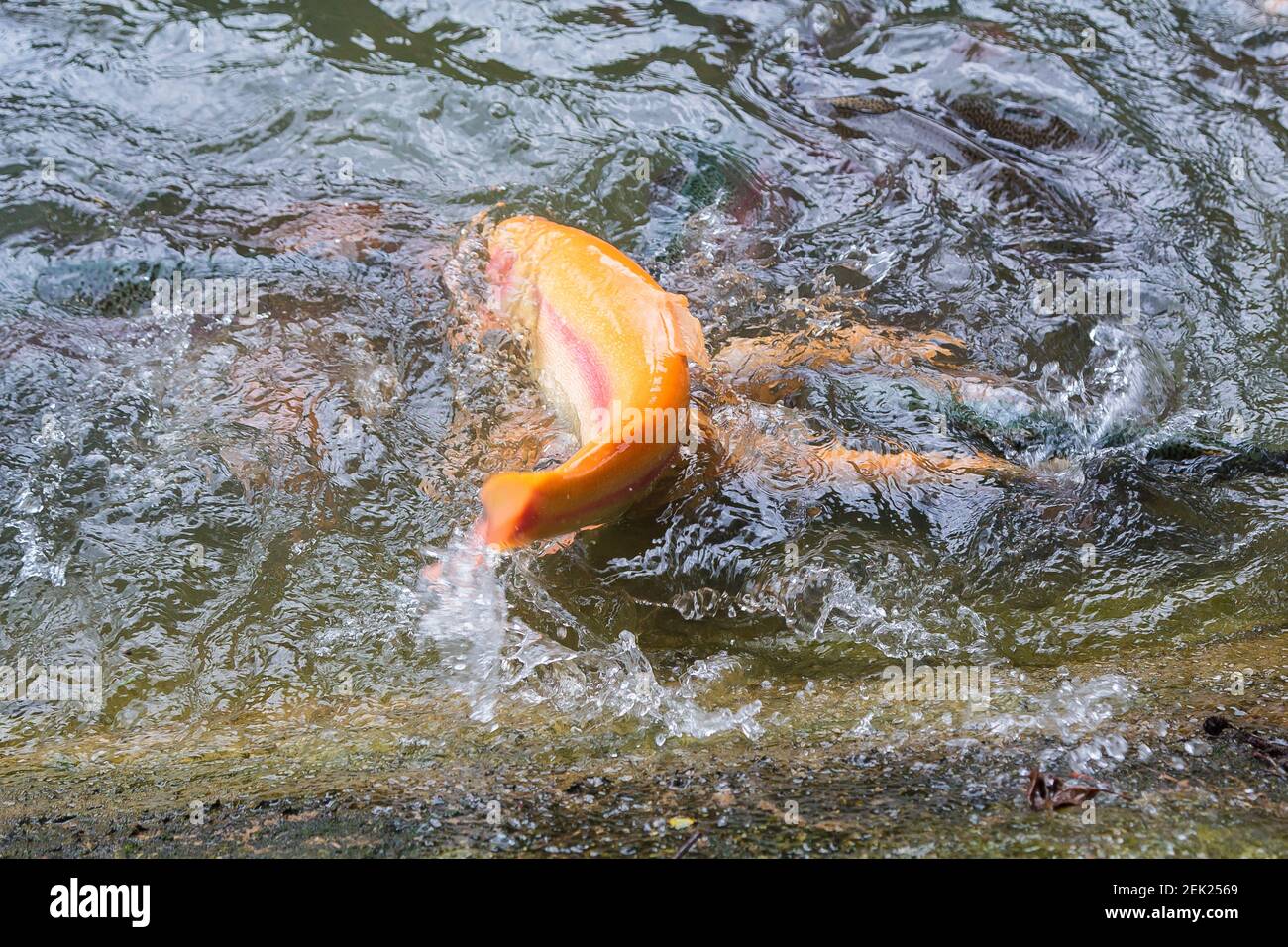 Golden, rainbow trout on a fish farm splashing in the water. Fish are ...