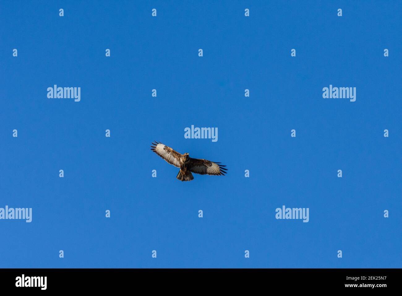Birds circling in sky hi-res stock photography and images - Alamy