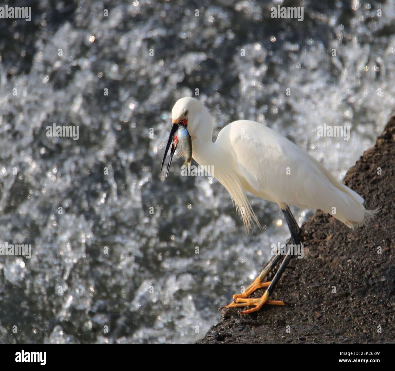 Anhui,CHINA-A great egret catches fish in the waters of wanan dam in ...