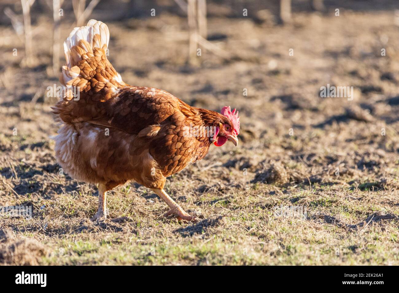Brown Chicken in a chicken farm Stock Photo - Alamy