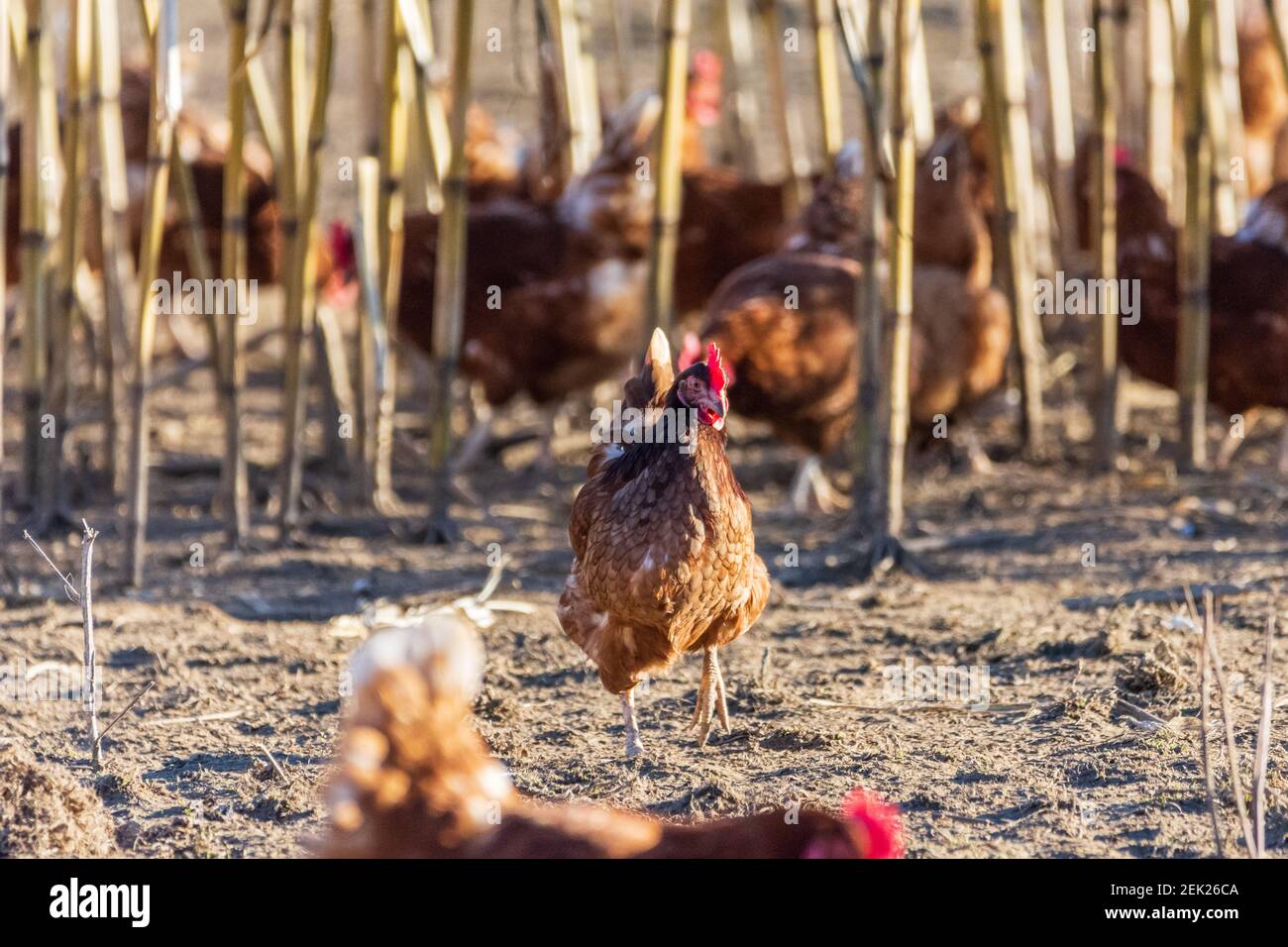 Cockerel brown hi-res stock photography and images - Alamy