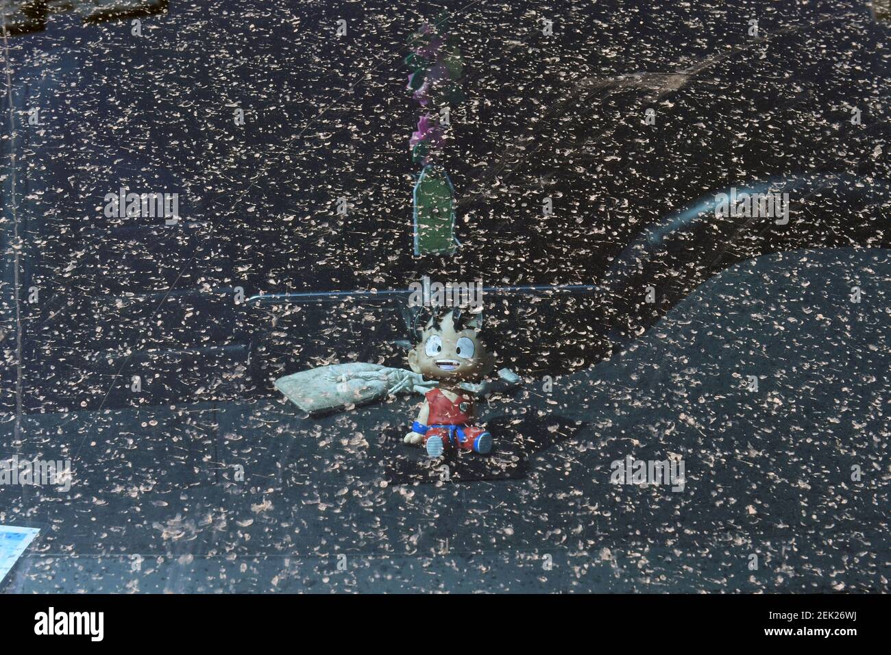 View of the mud spot caused by the "mud rain" on a car windshield in ...