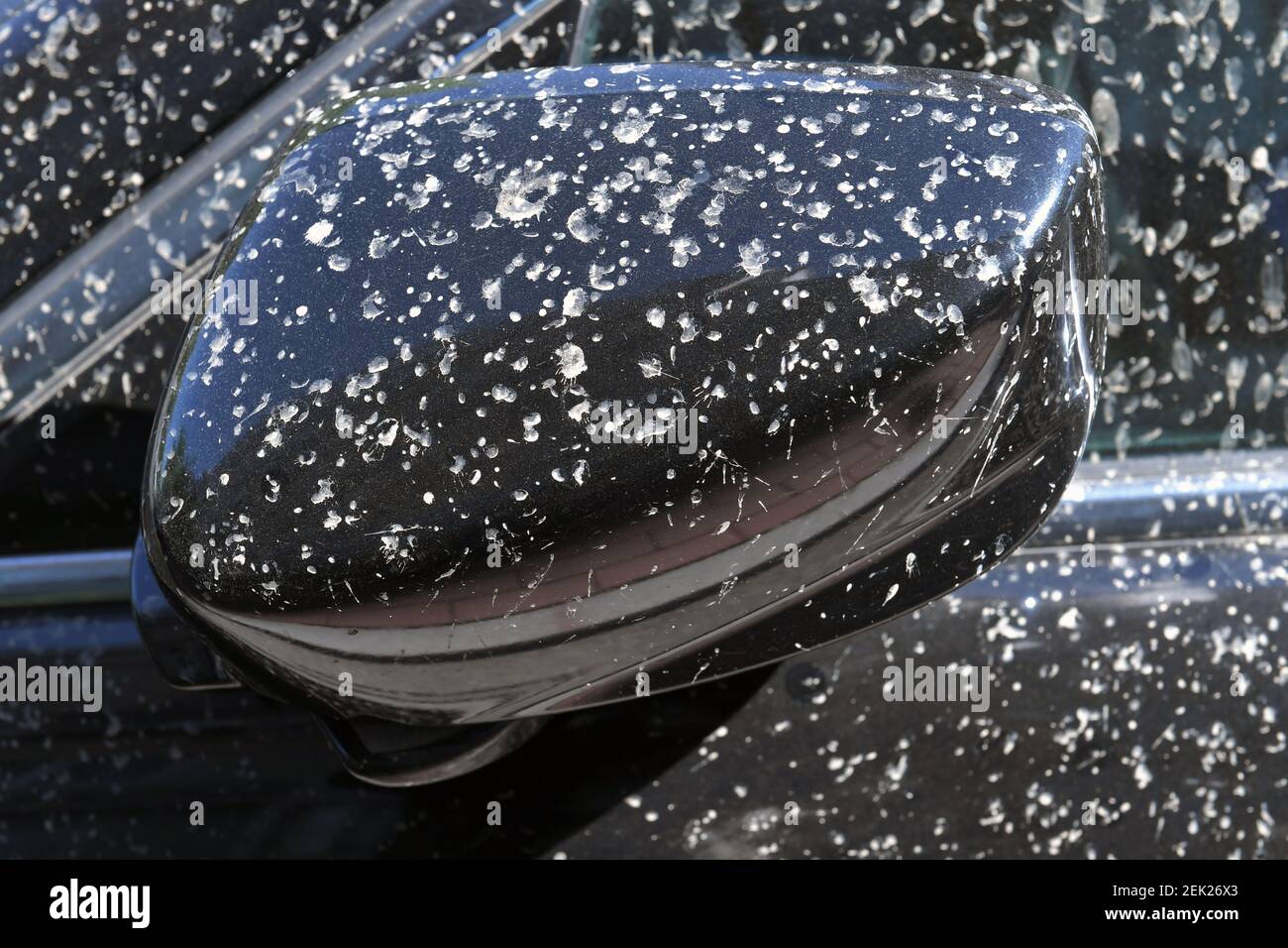 View of the mud spot caused by the "mud rain" on a car windshield in ...