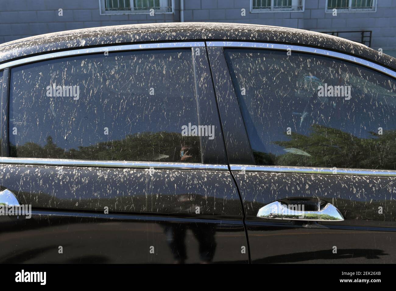 View of the mud spot caused by the "mud rain" on a car windshield in ...