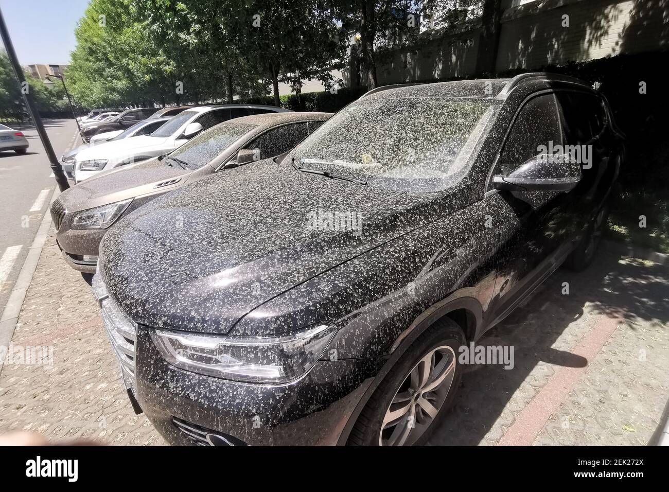 View of the mud spot caused by the "mud rain" on a car in Beijing ...
