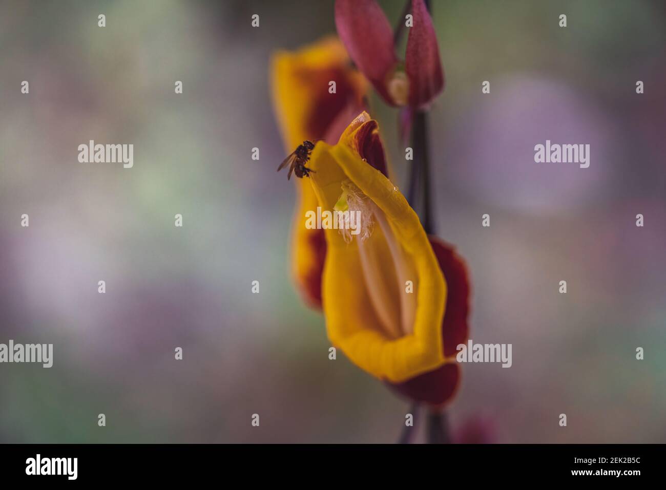 Indian Clock Vine High Resolution Stock Photography and Images - Alamy
