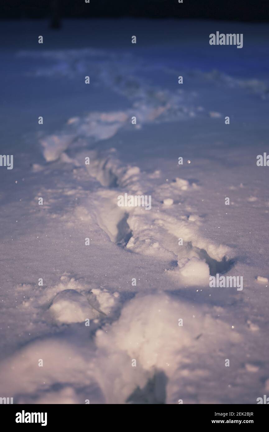 Vertical shot of a trail on a gleaming snow Stock Photo - Alamy