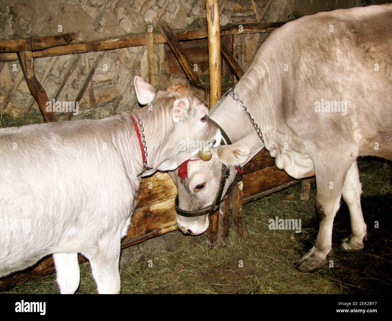 Two white cows in the barn Stock Photo - Alamy