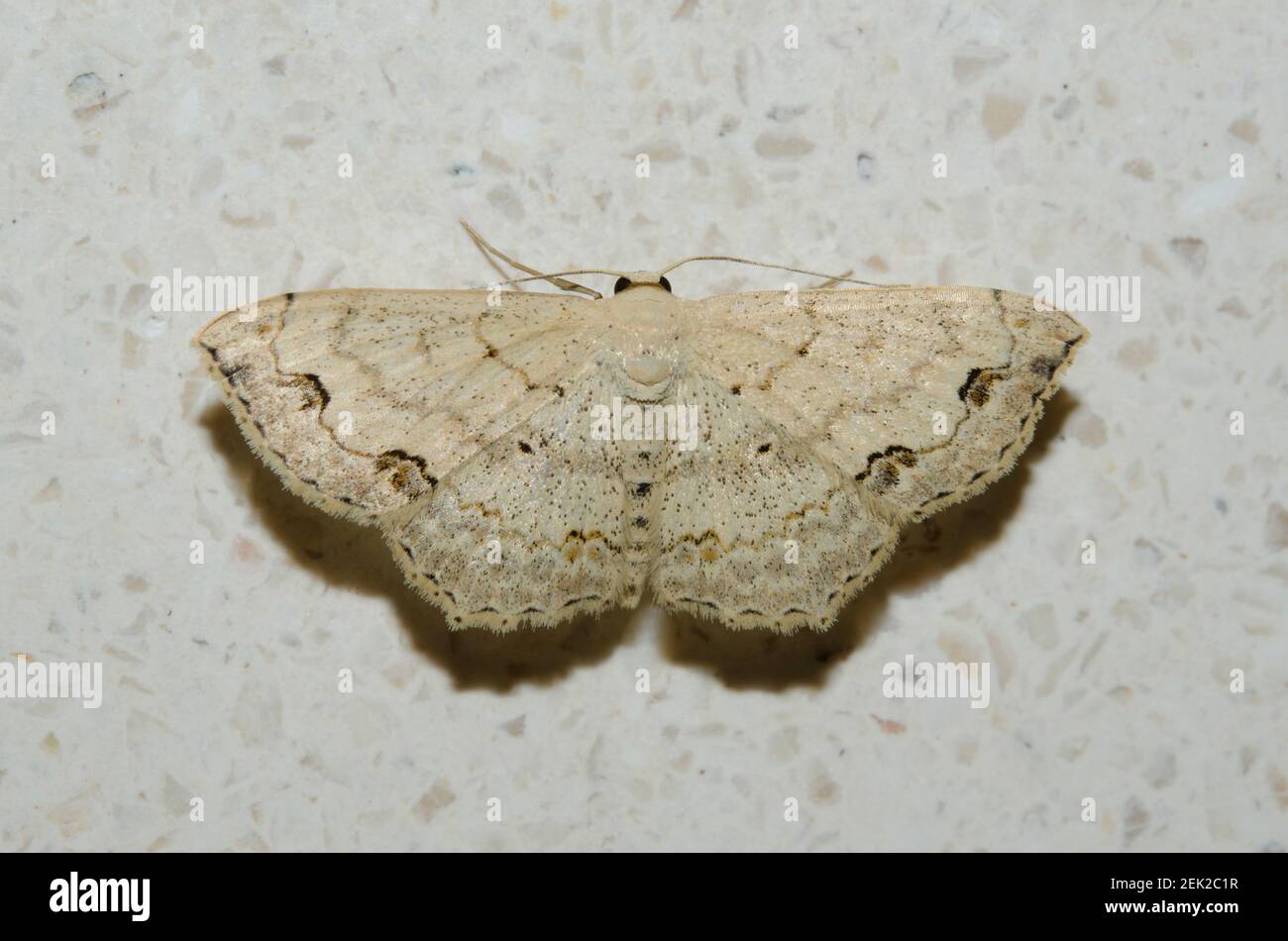 Norfolk Moth, Scopula sp, camouflaged on wall, Klungkung, Bali ...