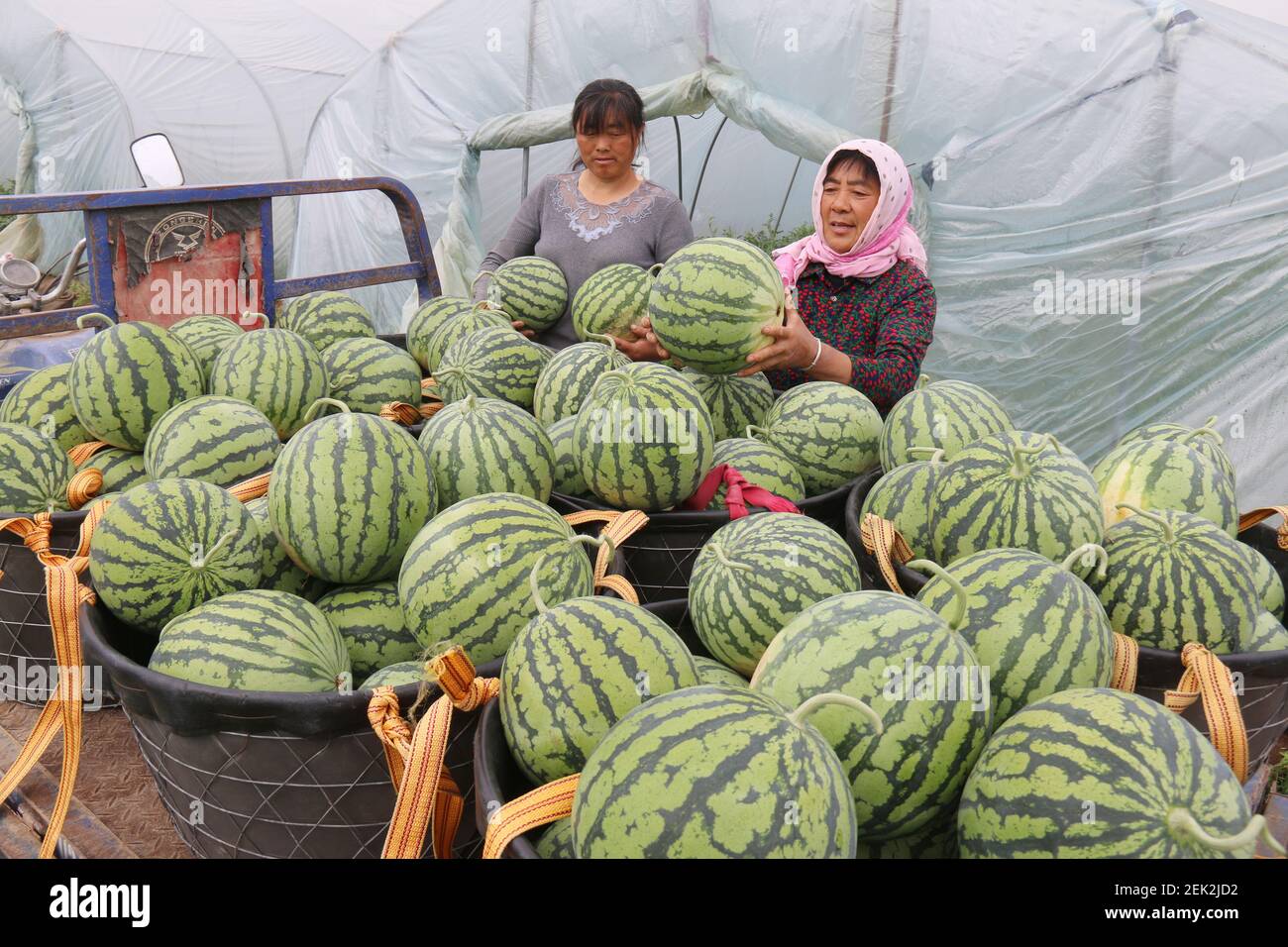 Jiangsu,CHINA-Farmers harvest watermelons in huangdang village ...