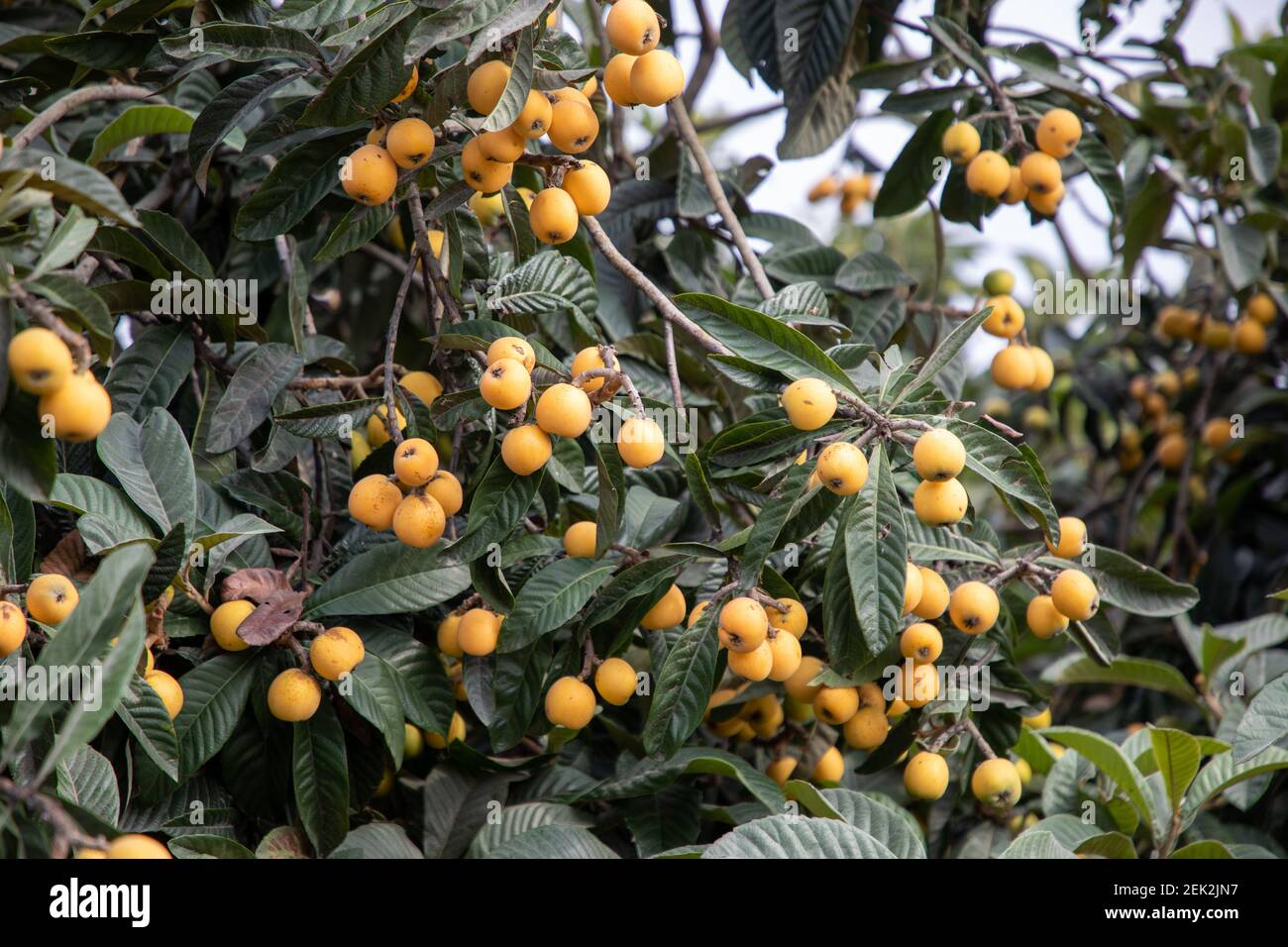 View of a loquat tree at Pingshan Family Loquat Growing Base in Jinhua ...