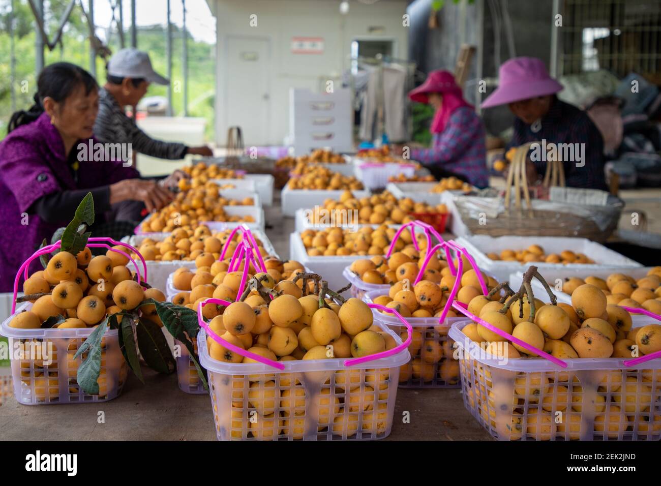 Farmers put loquat into baskets at Pingshan Family Loquat Growing Base ...