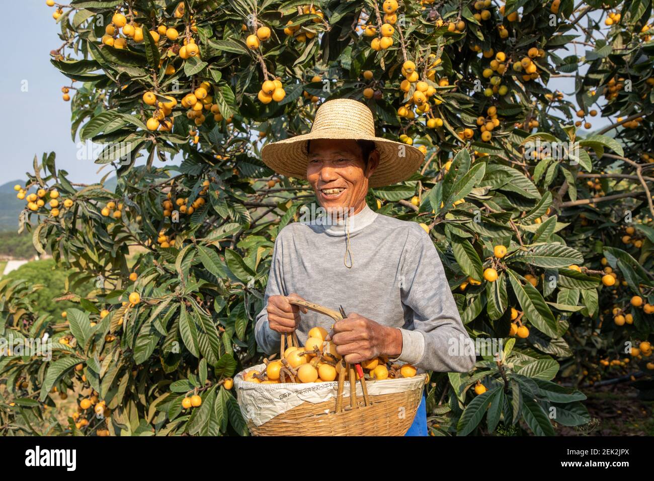 Farmers pick loquat at Pingshan Family Loquat Growing Base in Jinhua ...