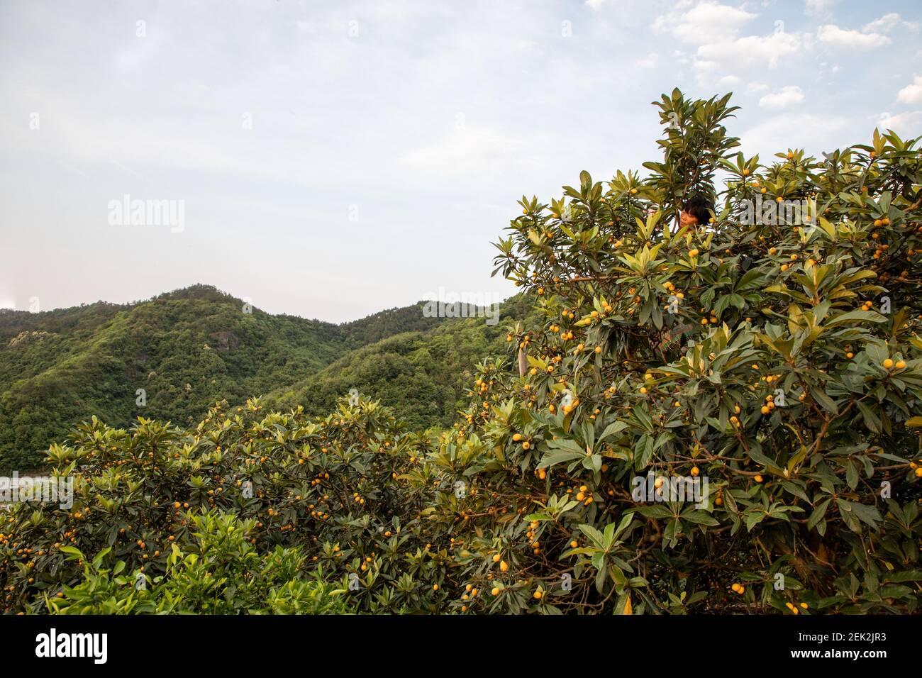 View of a loquat tree at Pingshan Family Loquat Growing Base in Jinhua ...