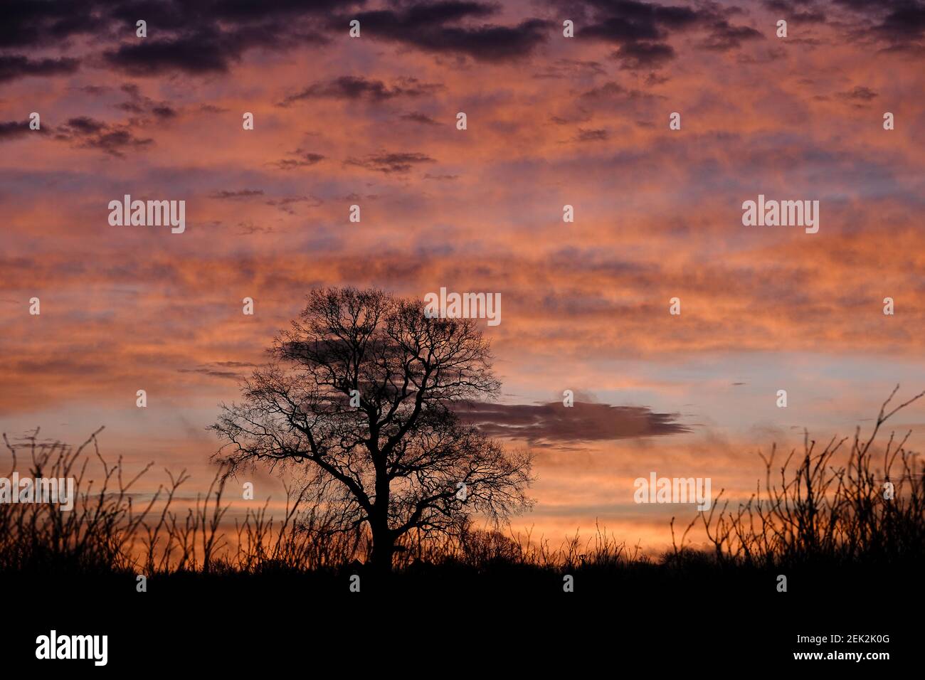 Tuesley Farm, Godalming. 23rd February 2021. A beautiful start to the ...