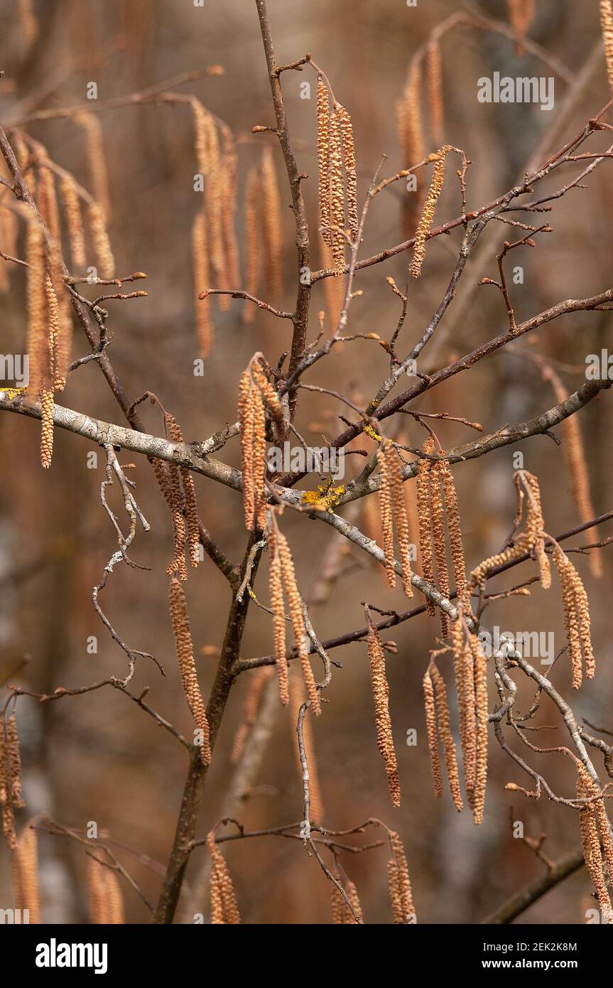 Cobnut tree hi-res stock photography and images - Alamy