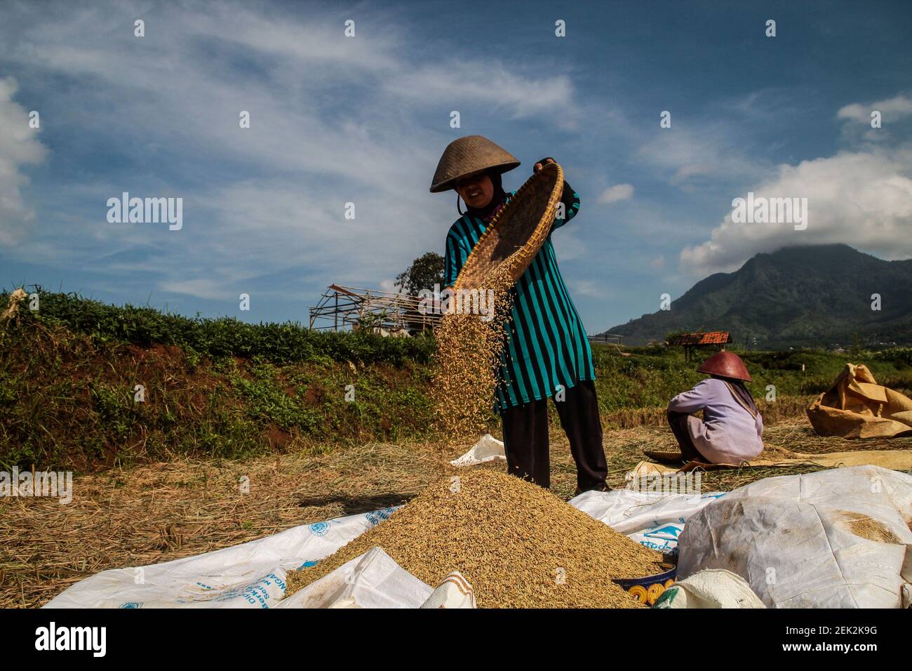 A farmer heaps sorted rice seeds on a sack in Mekarsari village ...