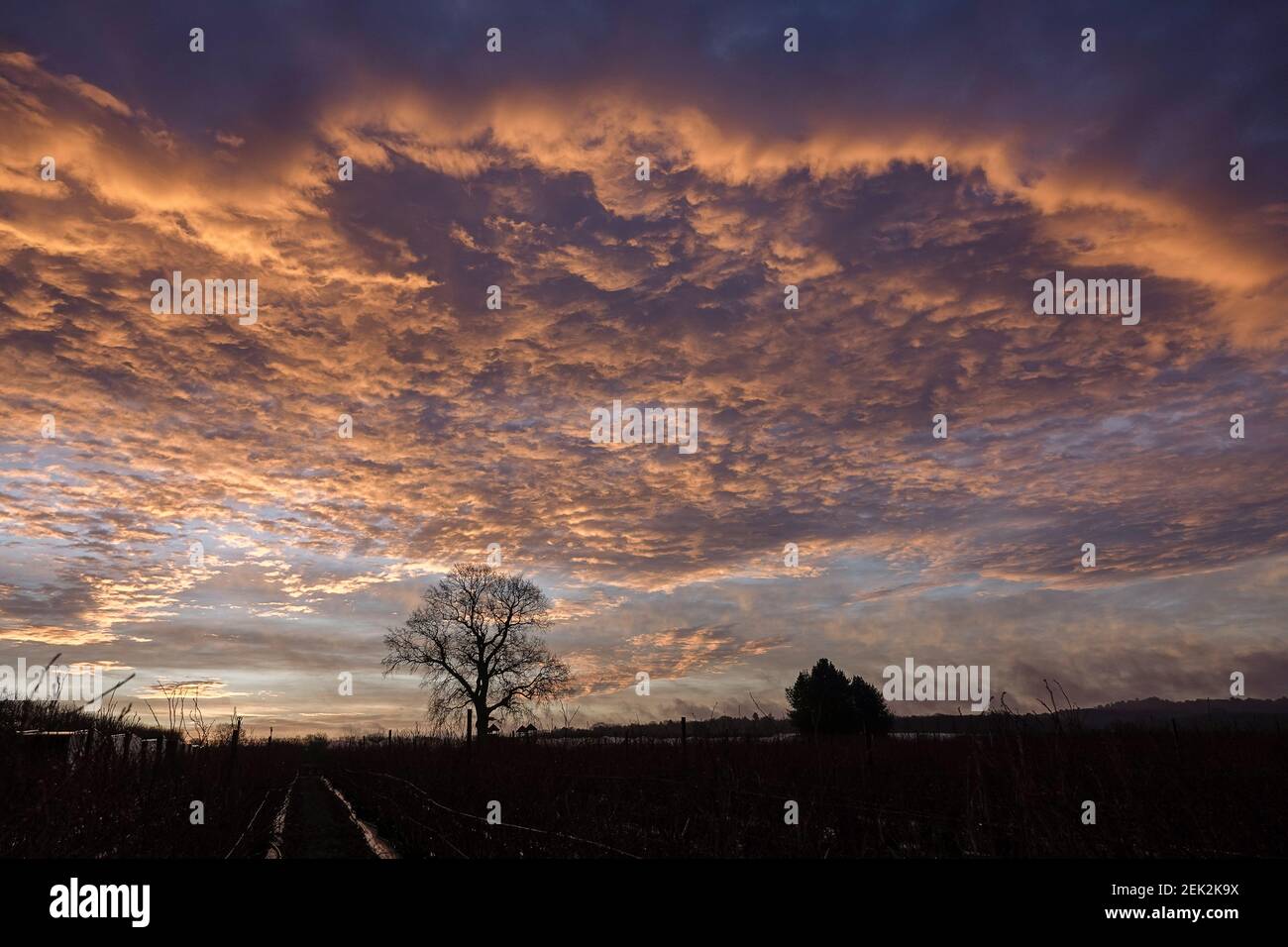 Tuesley Farm, Godalming. 23rd February 2021. A beautiful start to the ...