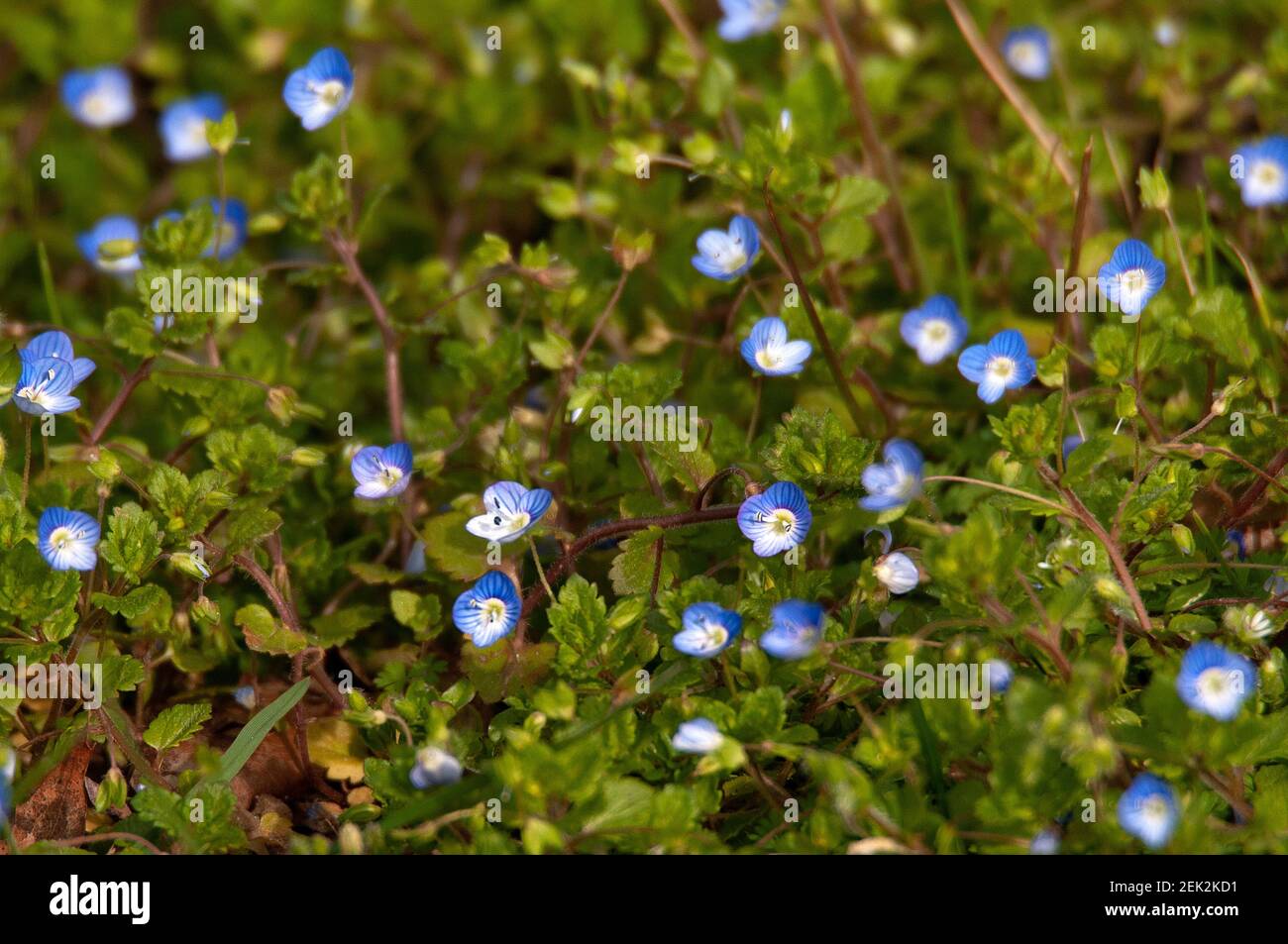 Creeping Speedwell - Veronica filiformis , Cazals, France Stock Photo ...