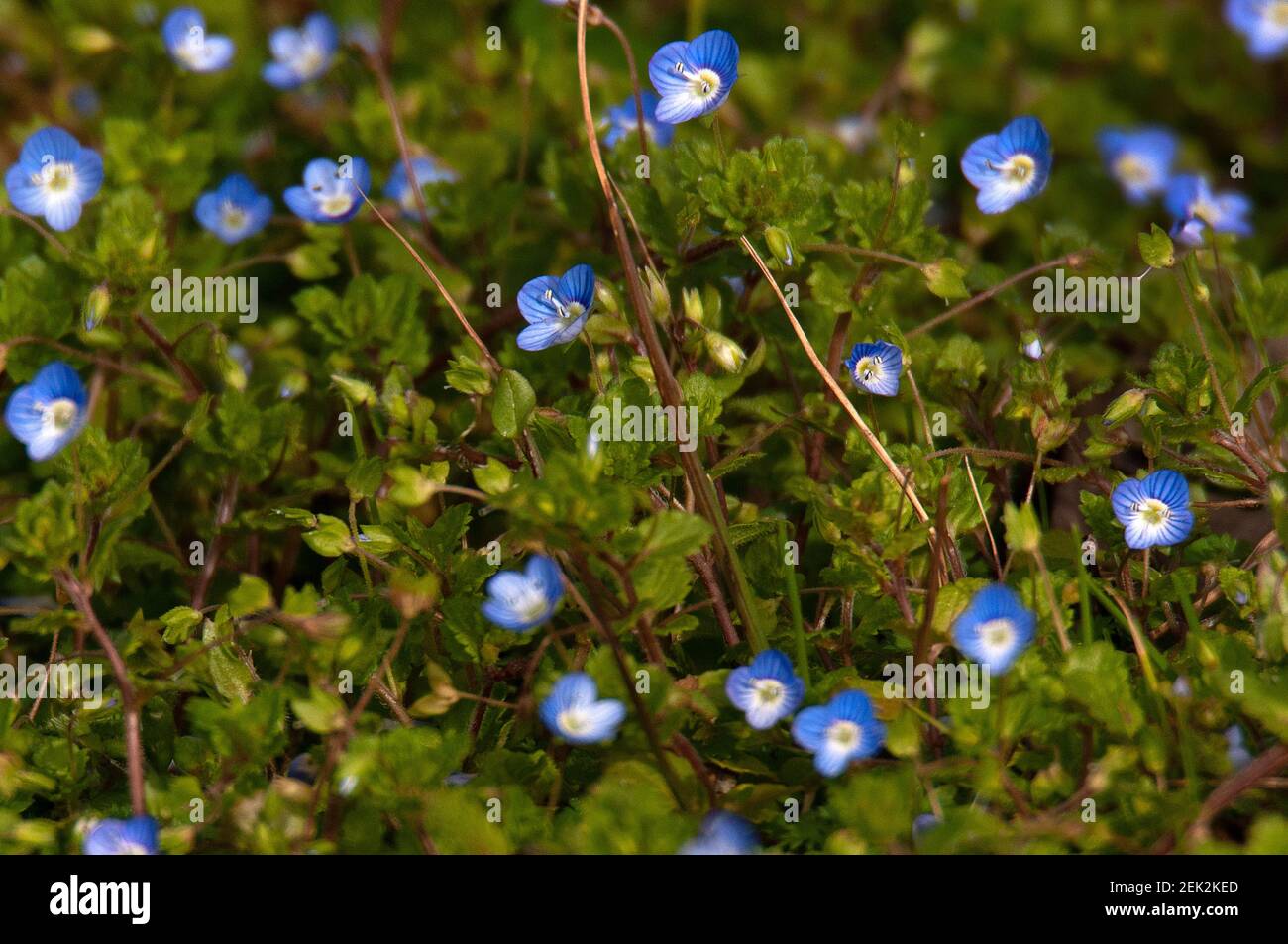 Creeping threadstalk speedwell hi-res stock photography and images - Alamy