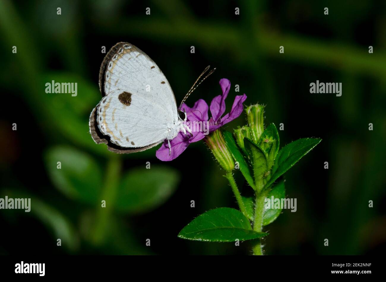 Dot dash butterfly hi-res stock photography and images - Alamy