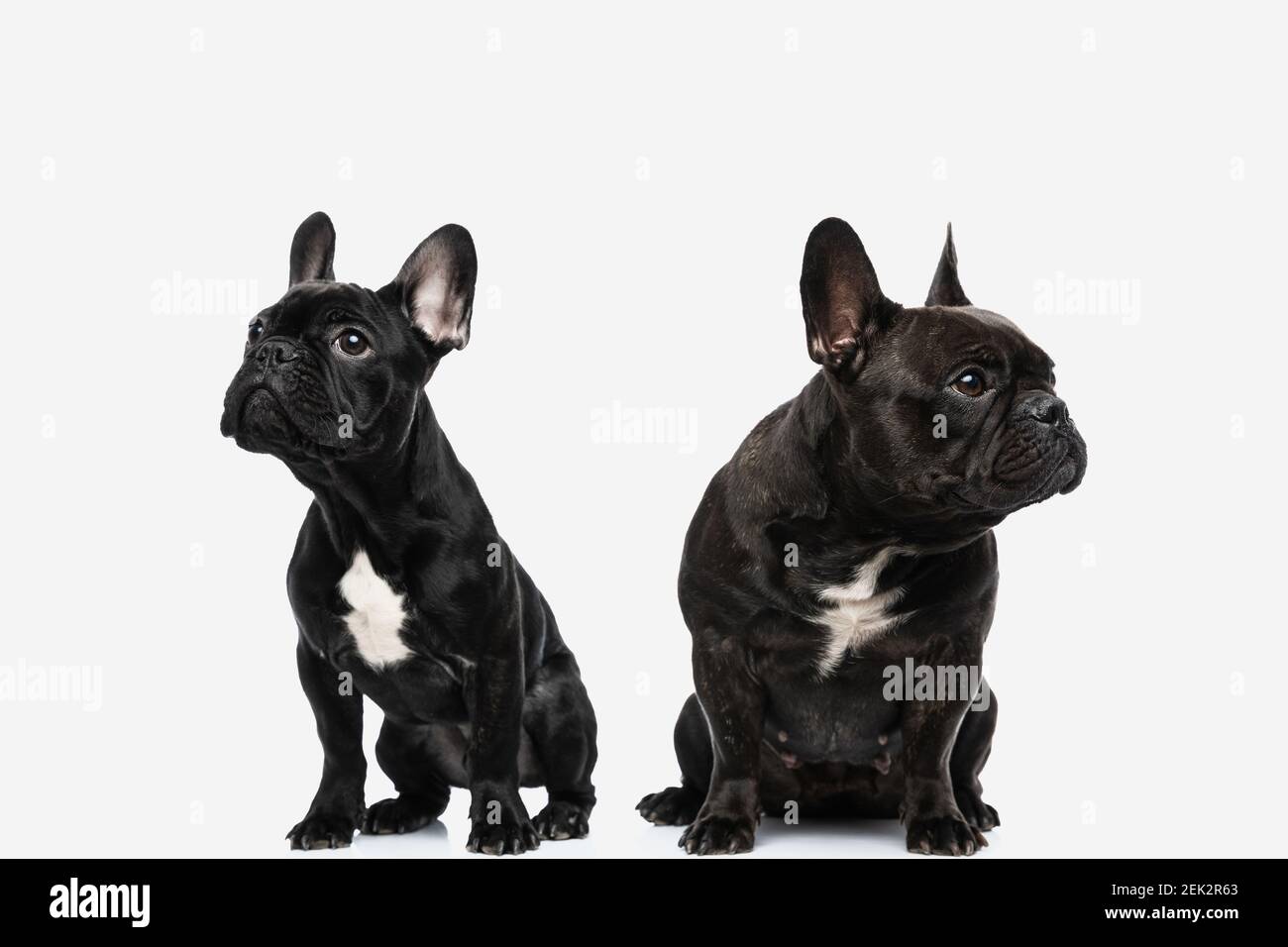 2 dogs ignoring hi-res stock photography and images - Alamy