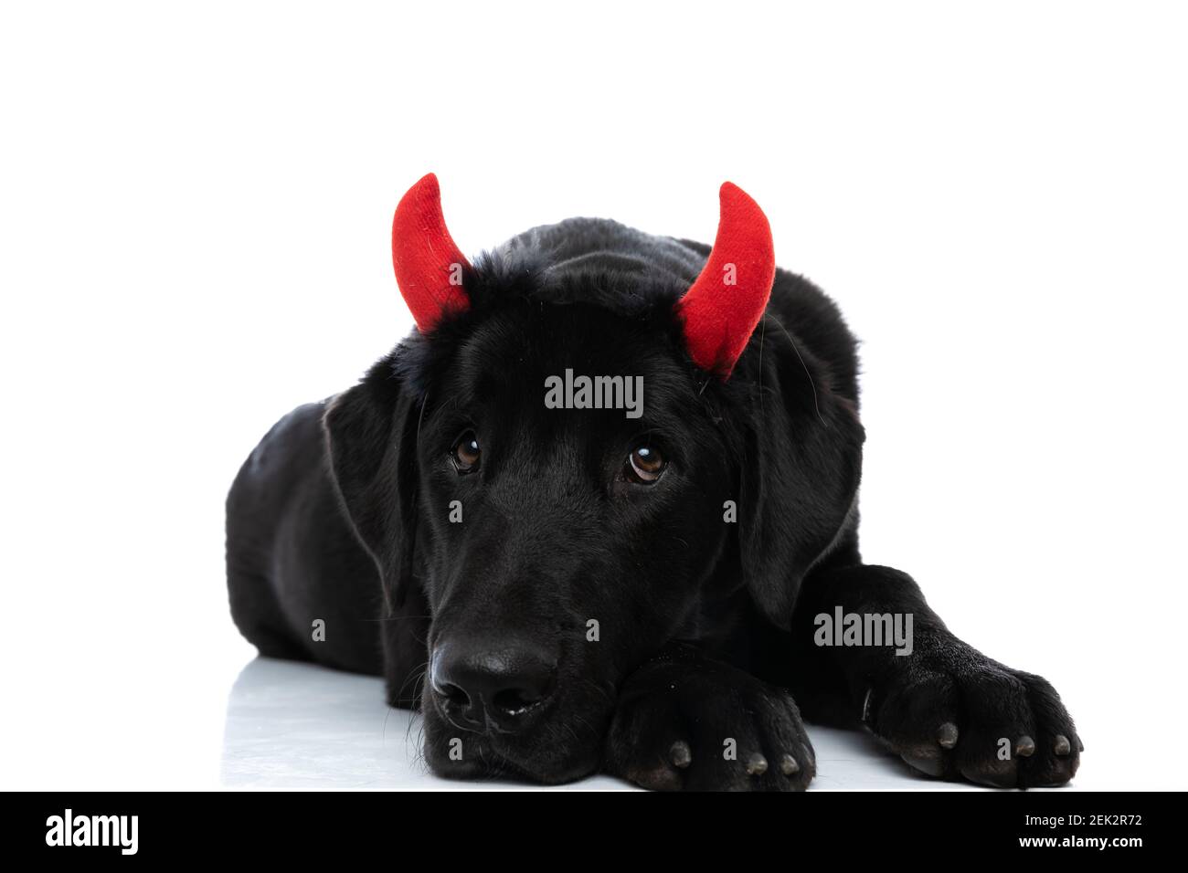 sweet labrador retriever dog resting head on his paws and wearing devil ...