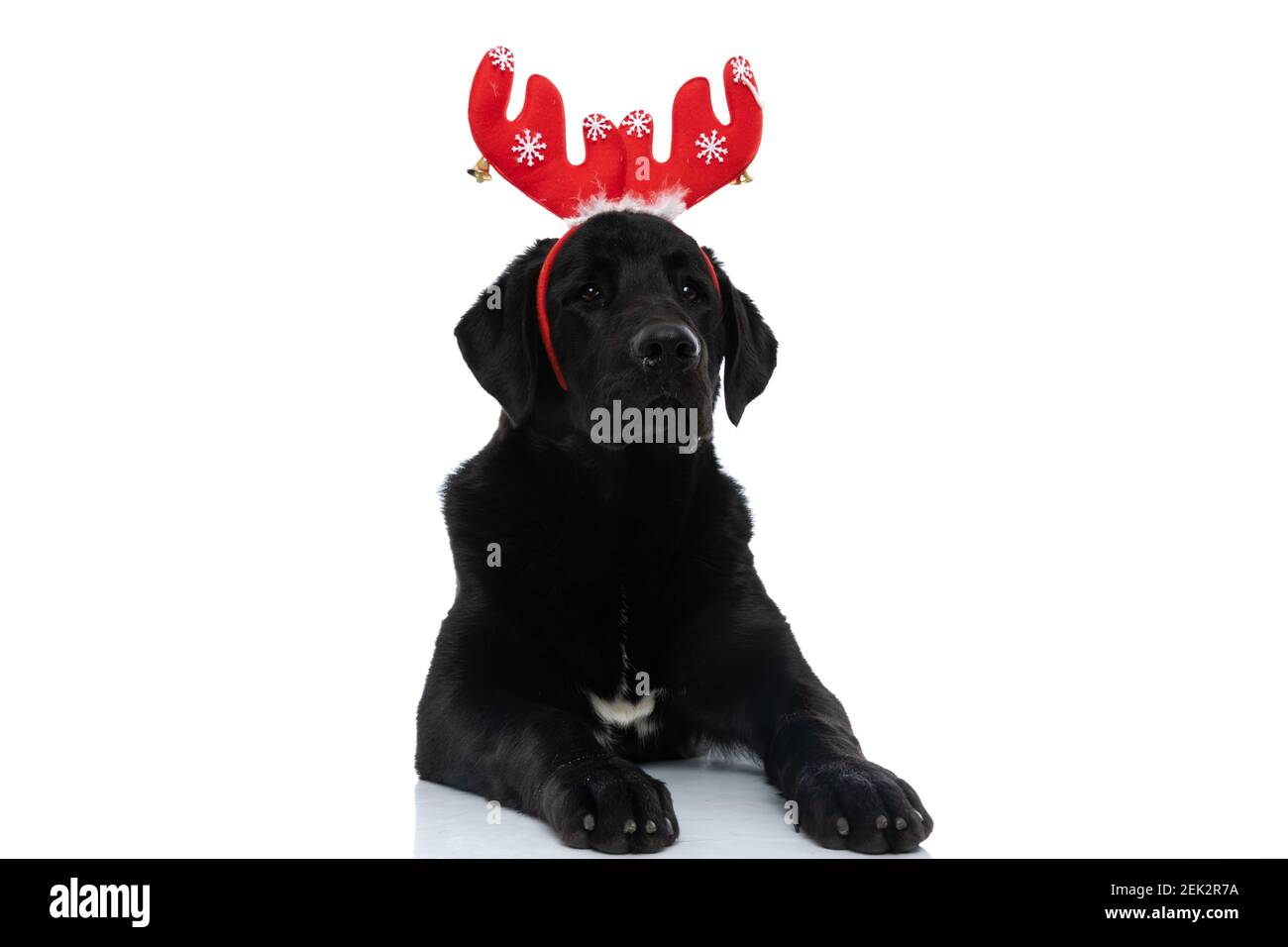 adorable labrador retriever dog wearing red reindeer horns and laying ...