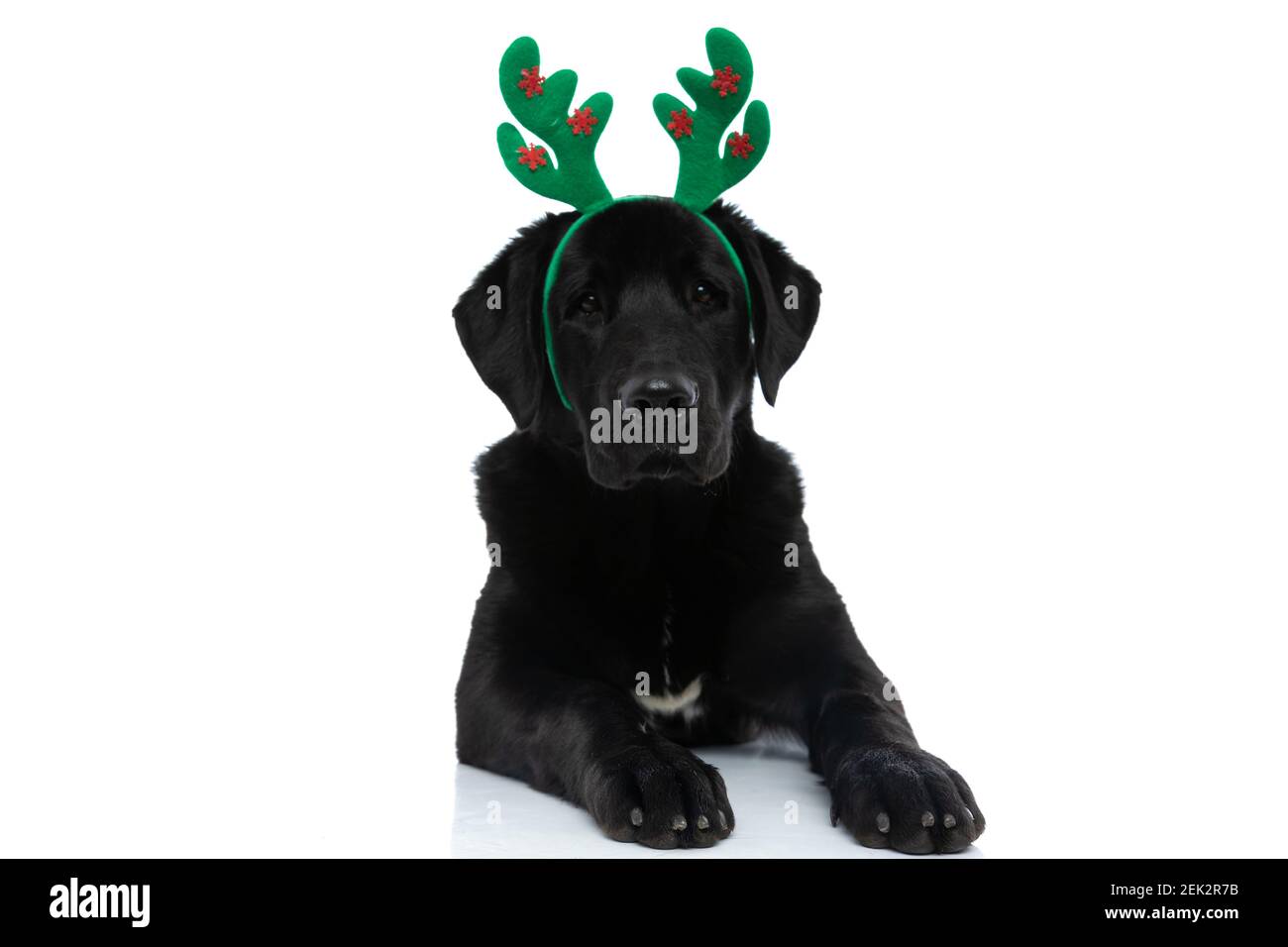 cute labrador retriever dog wearing reindeer horns and laying down ...
