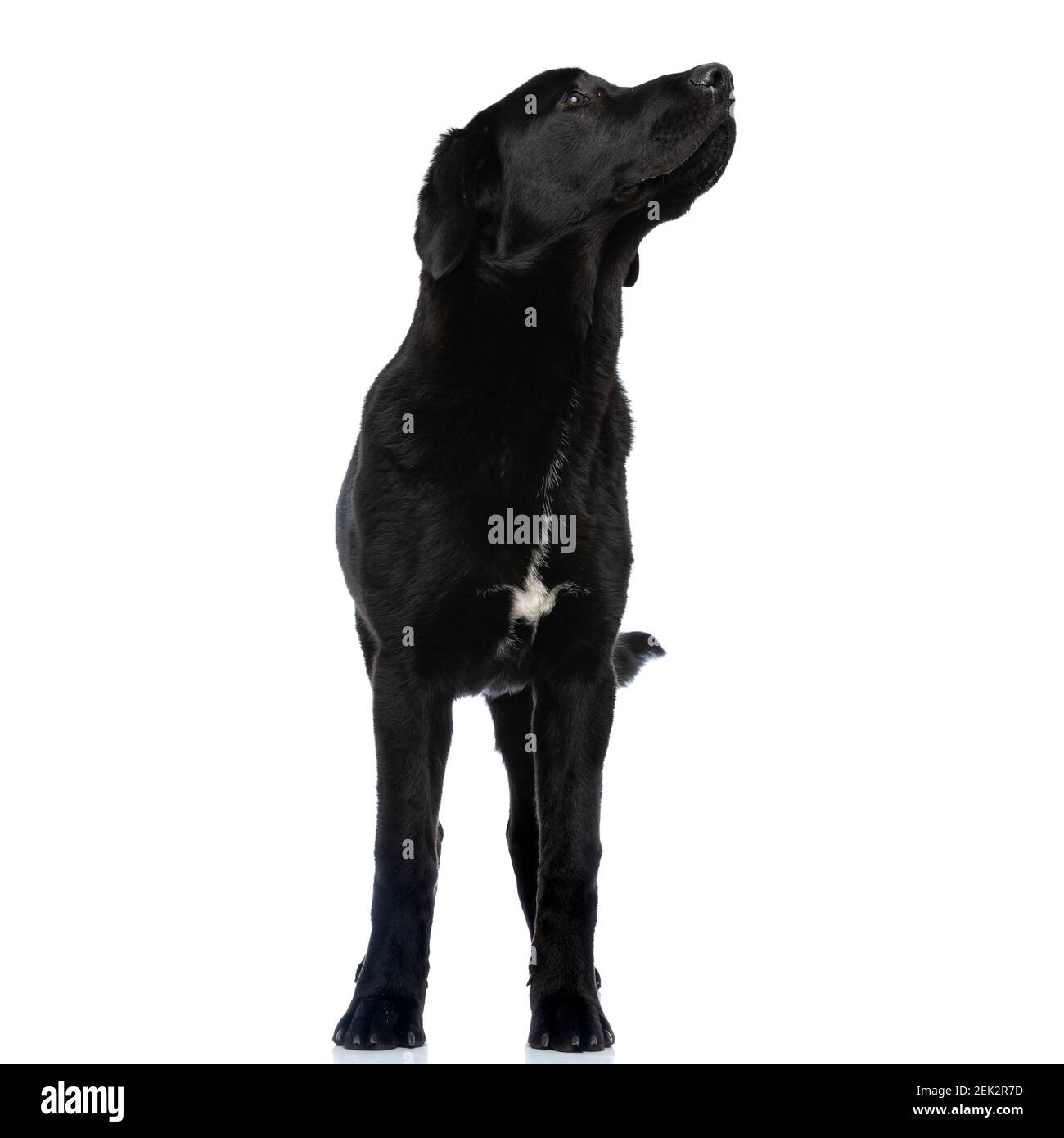 black labrador retriever dog falling in his deep thoughts and standing ...