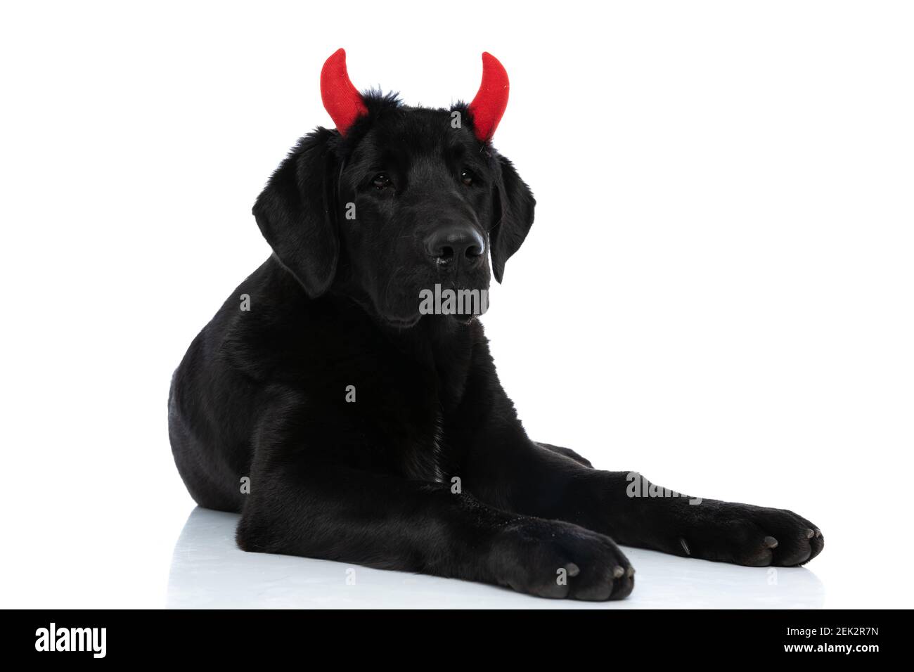 adorable labrador retriever dog feeling sleepy, wearing devil horns and ...