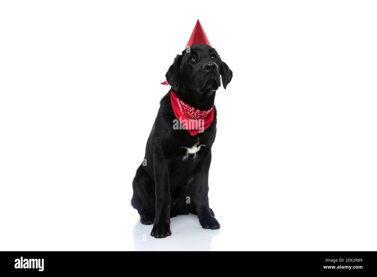 Labrador wearing bandana hi-res stock photography and images - Alamy