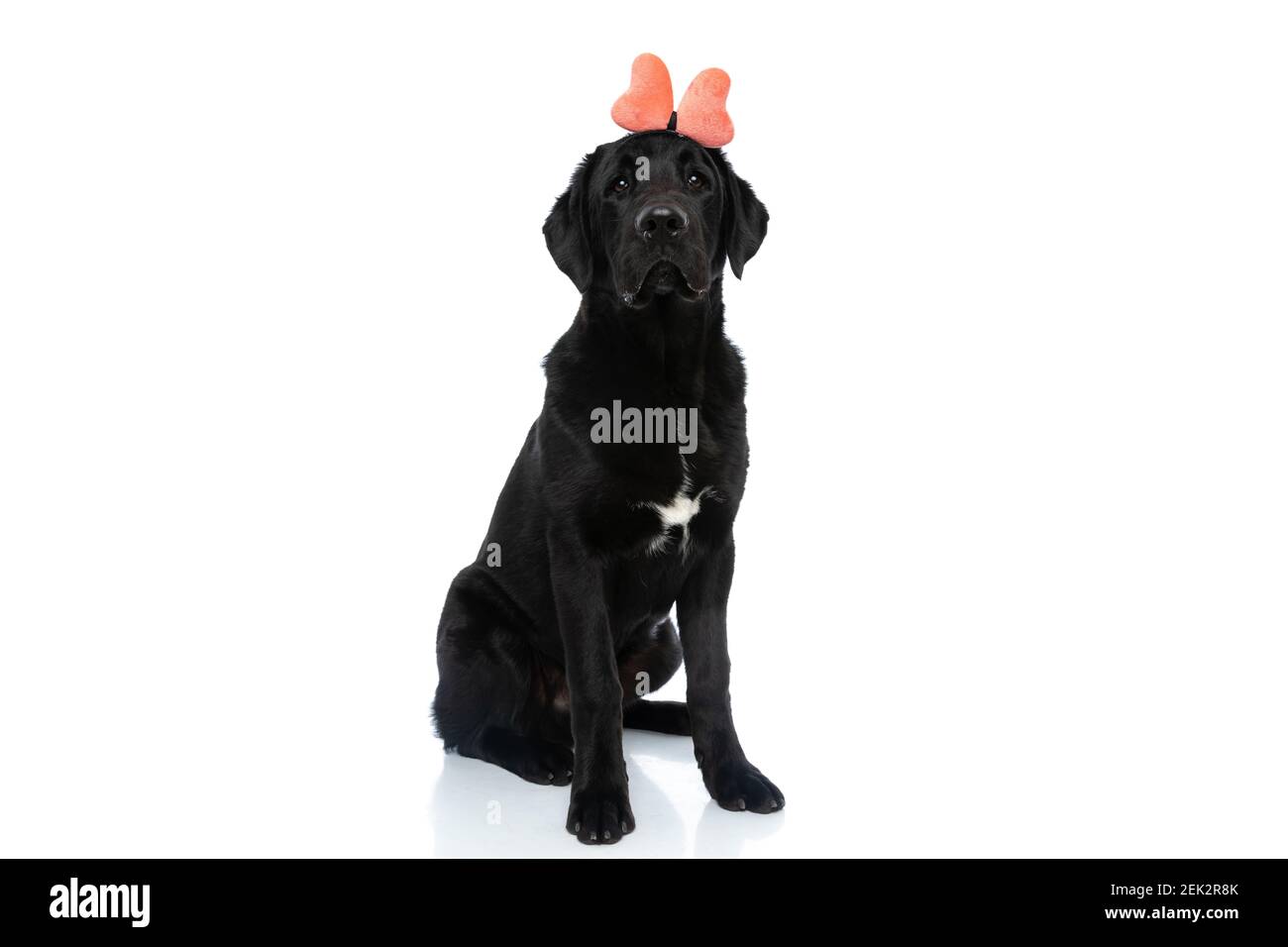 adorable labrador retriever dog wearing a butterfly headband and ...